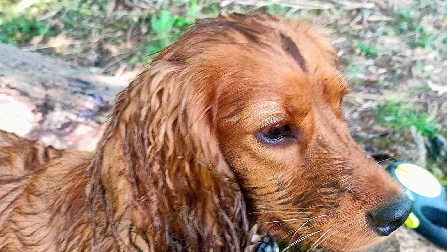 Fundraiser for Tara Plummer by Tracey Darnell : Bonnie”s ashes