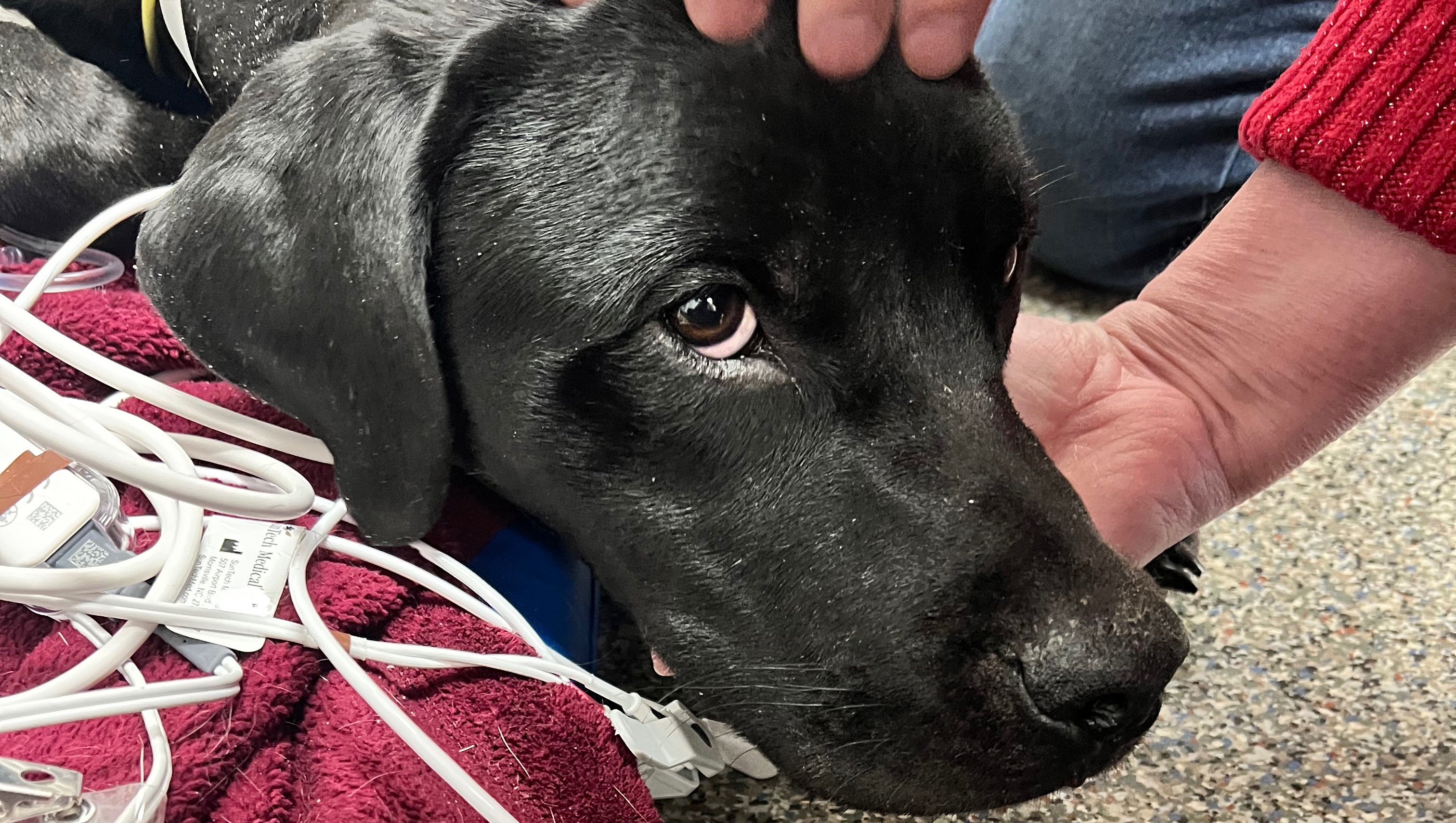 Fundraiser by STEPHANIE BRIGGS : Save Niko: Puppy in Critical Care