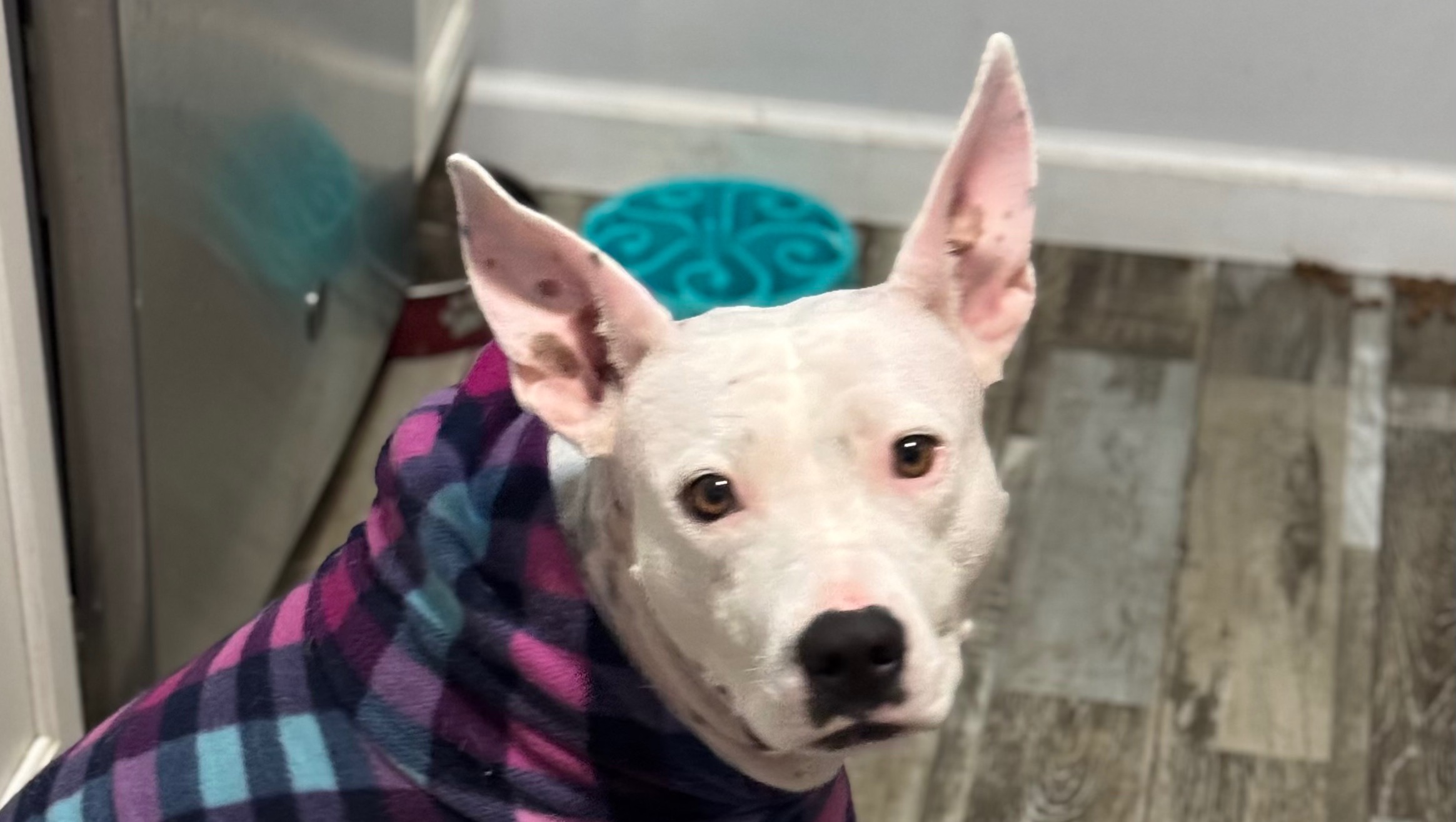 Fundraiser by Michelle & Amanda Witherell-Zeigler : Help Soni Get the ...