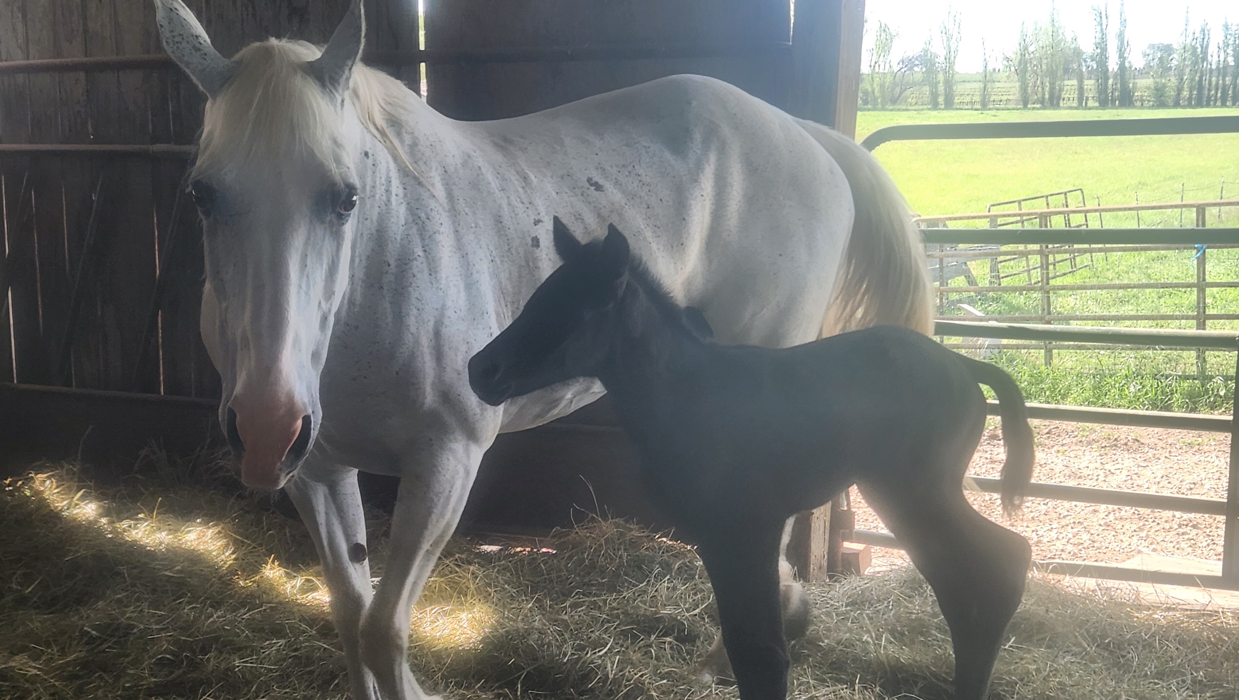 Fundraiser by Jennifer Bielinski : Help Rescued Horse Solaris Have A ...