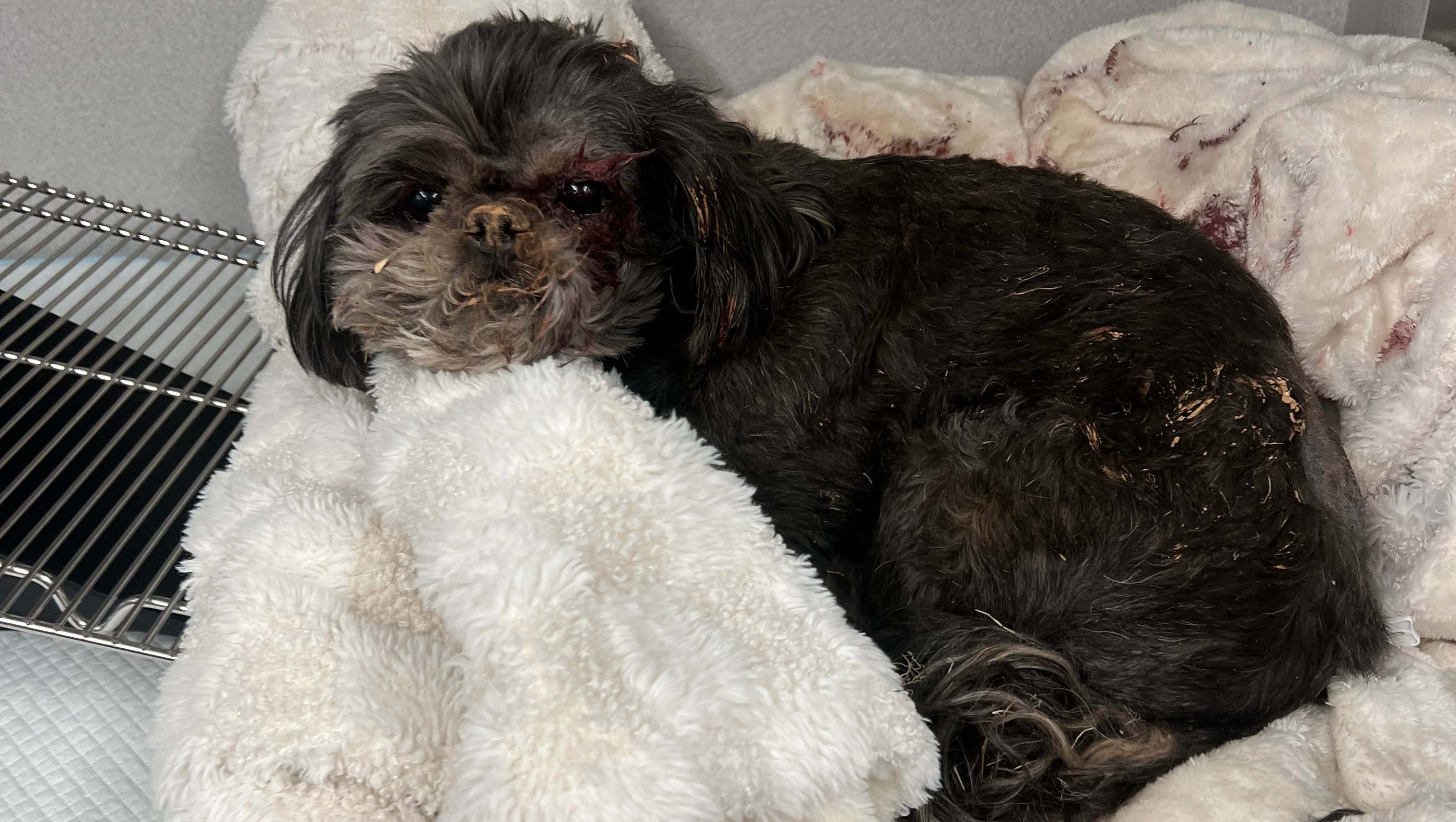 Fundraiser by Faith Valenzuela : Support Stormi's Recovery: Every Bit Helps