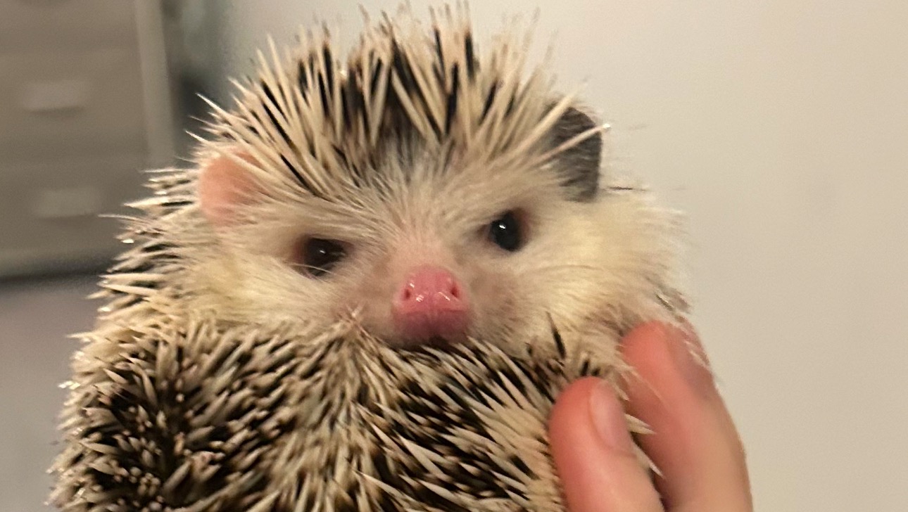 Fundraiser by Mia Esposito : Help Cover Tito the Hedgehogs Eye Surgery ...