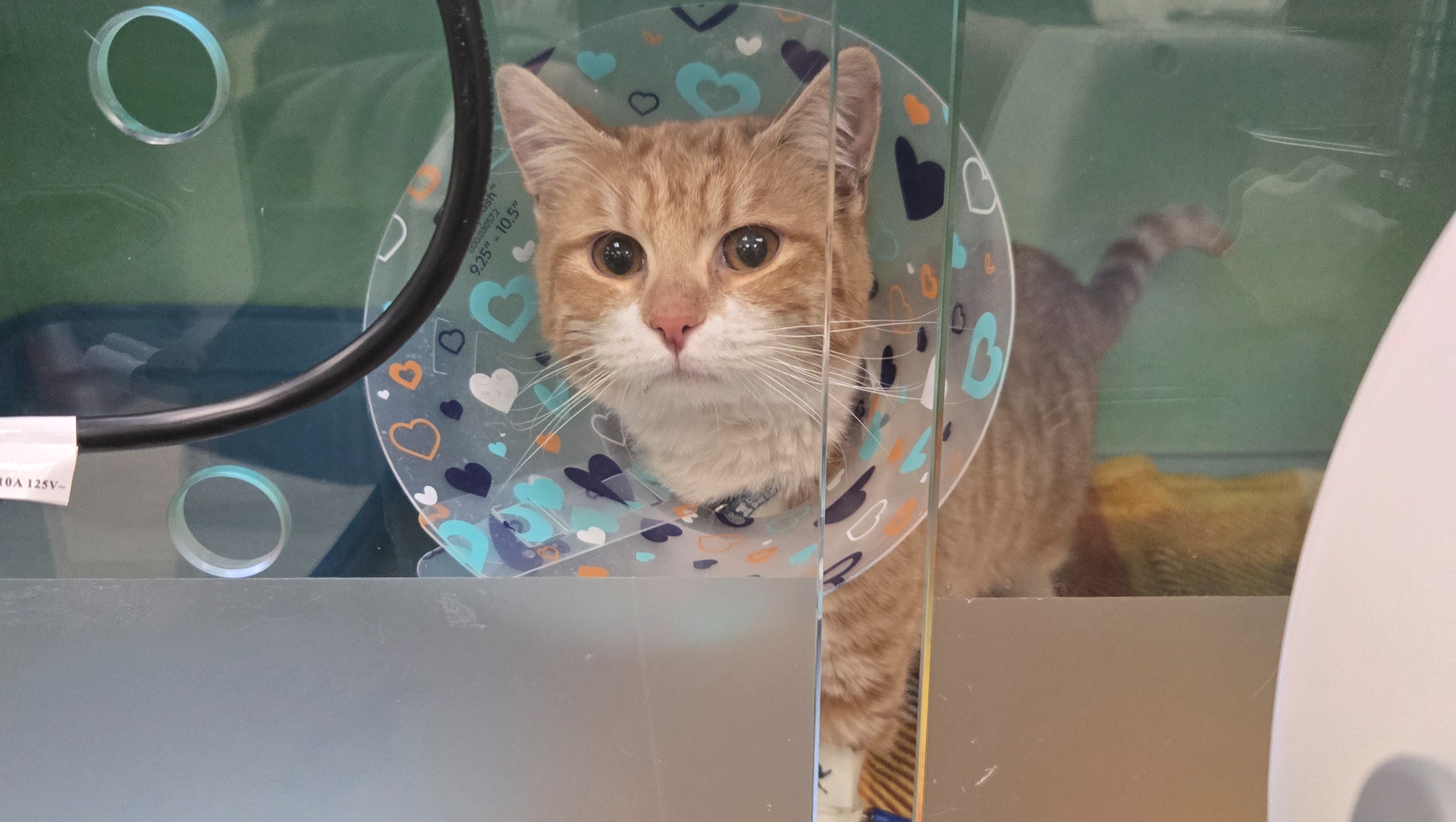 Fundraiser by Colleen Cunningham : Help Morris the Cat After His Scary ...