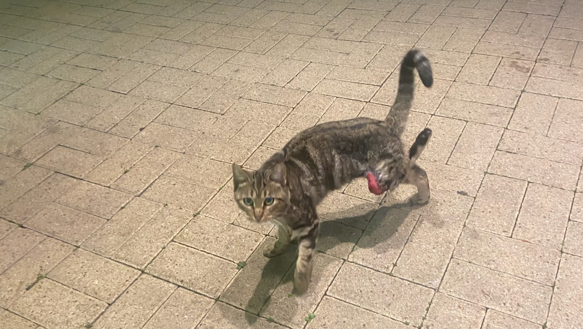 Fundraiser by Adrian Castanon : Kitty Cat Amputation