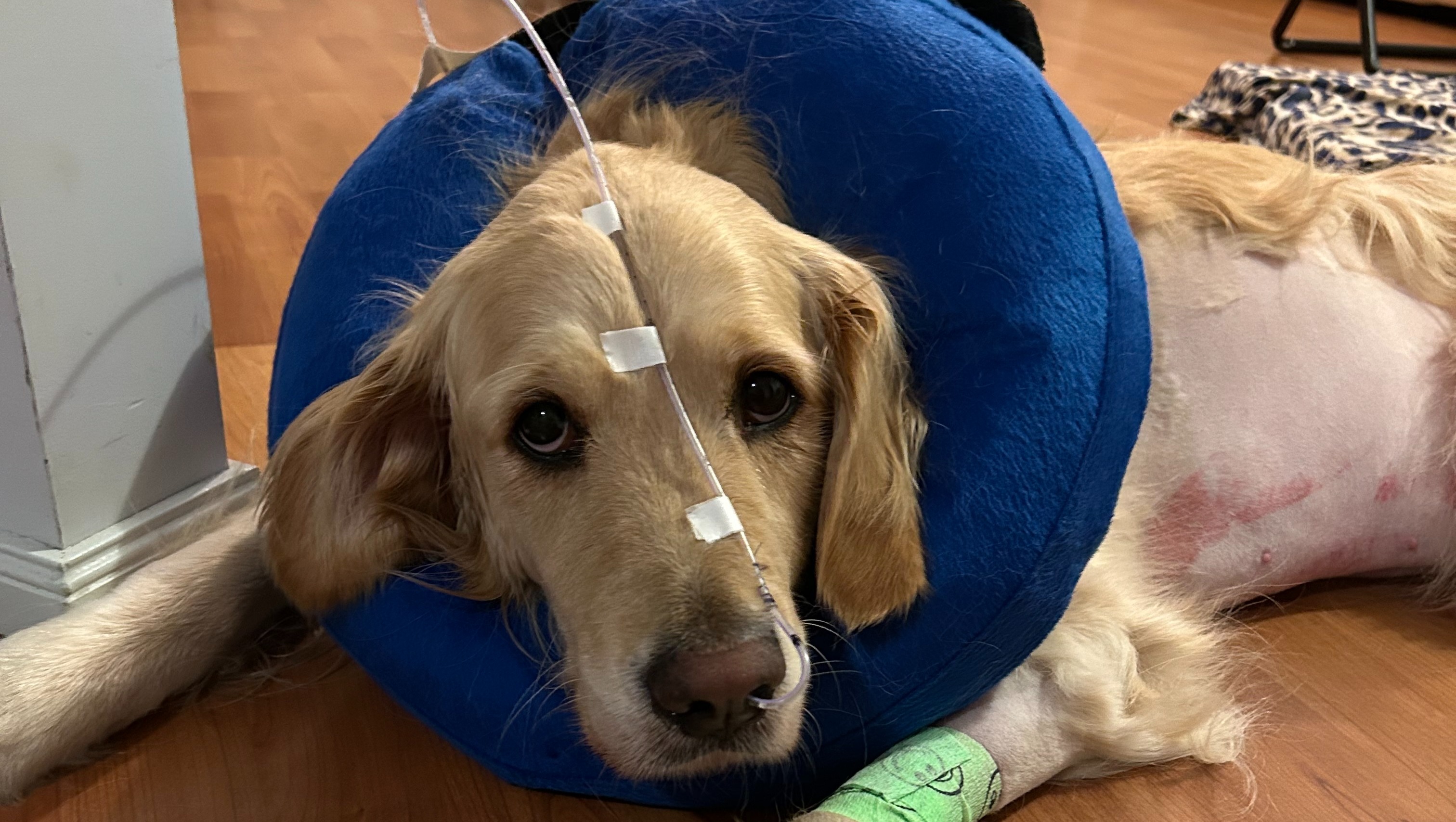 Fundraiser by Jessica Angelidis : Save Poppy