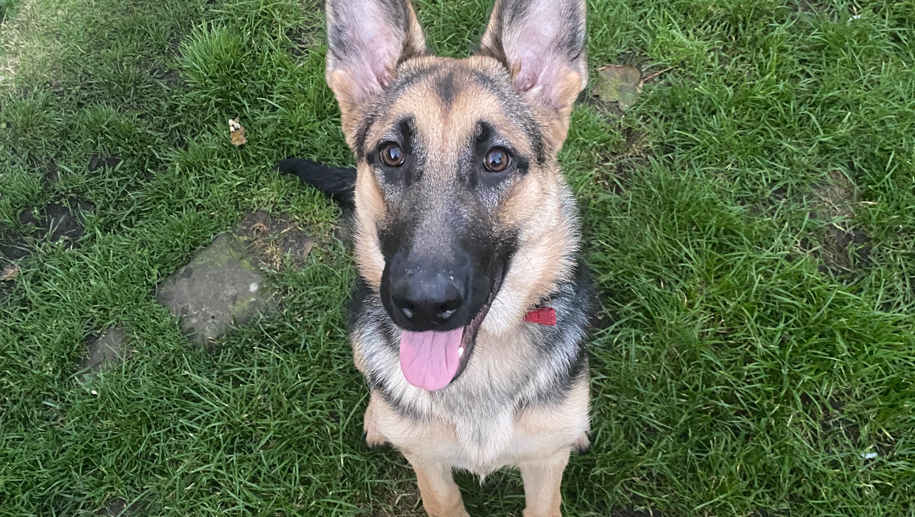 Fundraiser by Layken Doherty : Help get Red the help she needs!