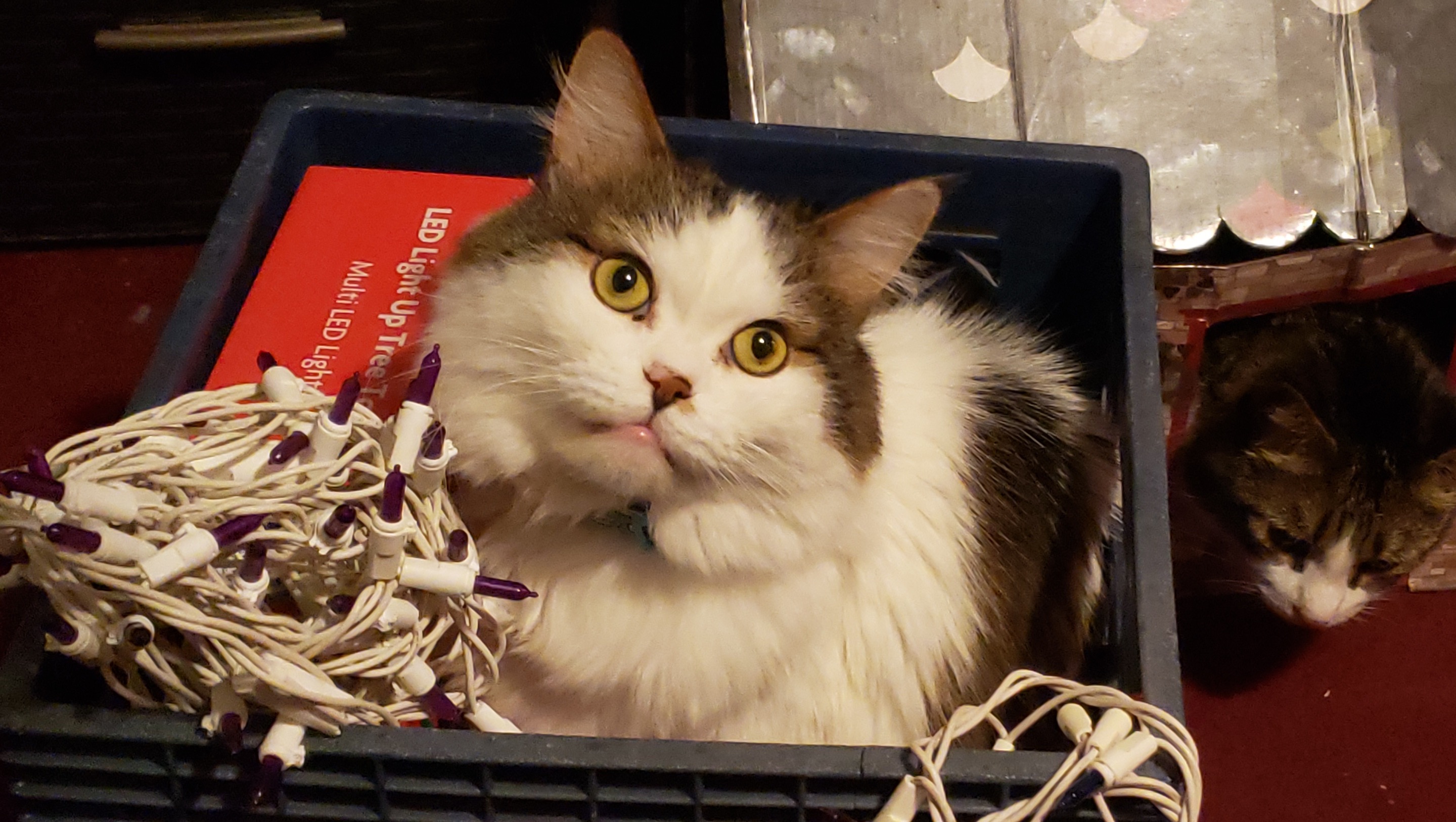 Fundraiser by Alejandro Chavez : Aid Fluffy's Recovery from Infection