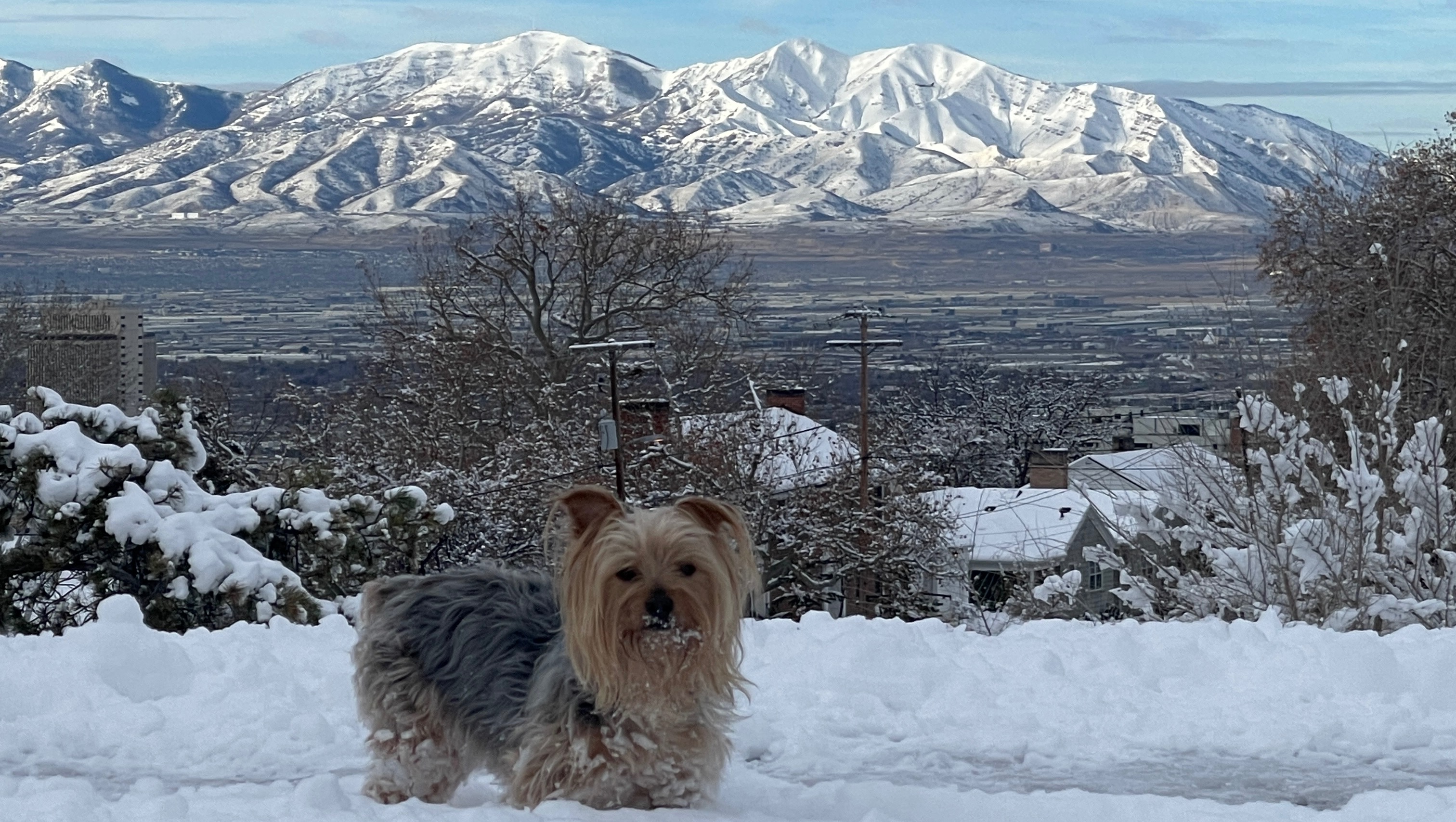 Fundraiser by Devlen Bridges : Support Luna's Journey to Better Health