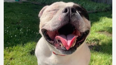 Fundraiser by Jeremiah Rainville : Rayden's Surgery: A Support Animal ...