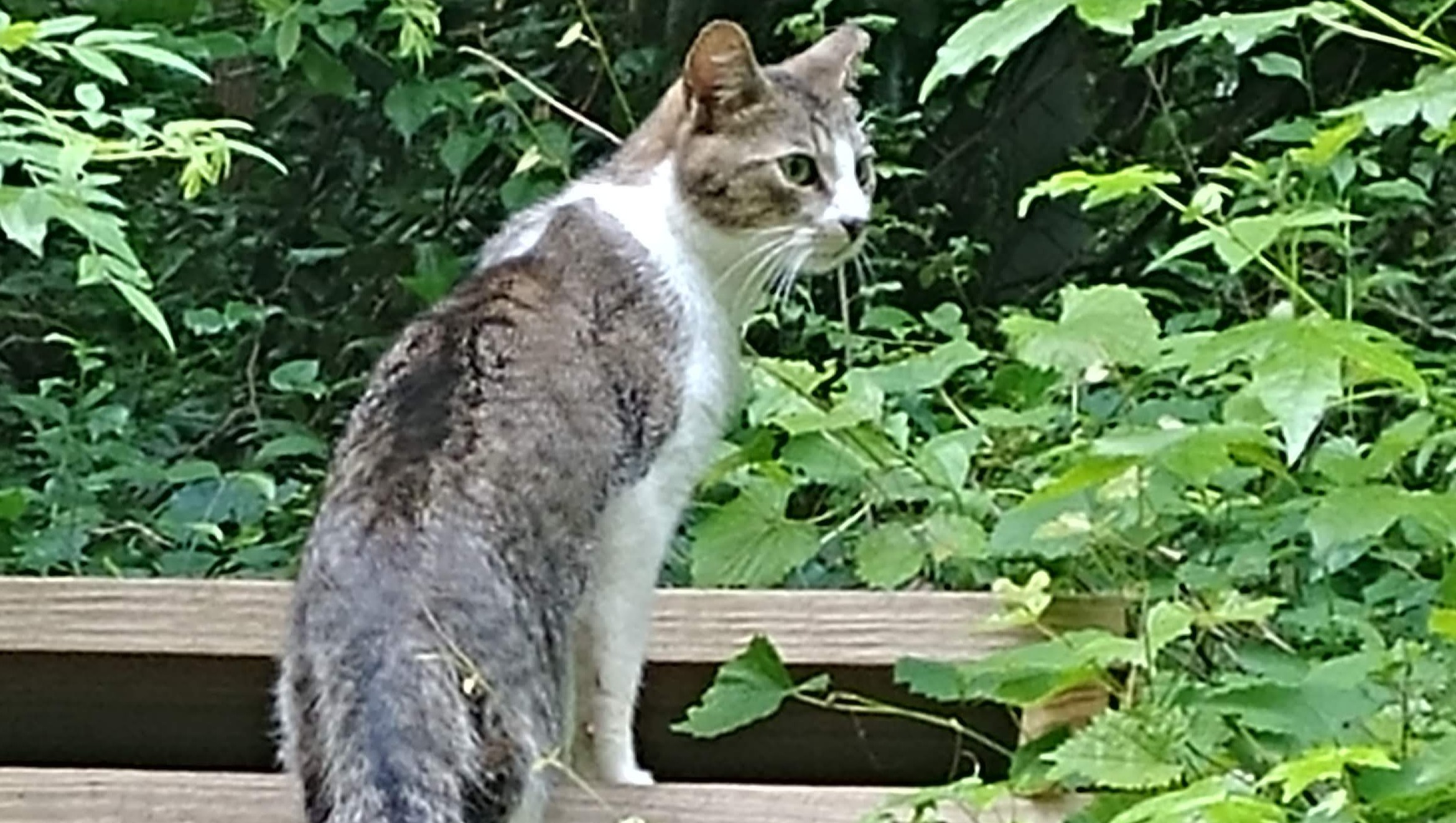 Fundraiser by Larry Helferich : Kisk's Legacy: The Silver Comet Trail ...