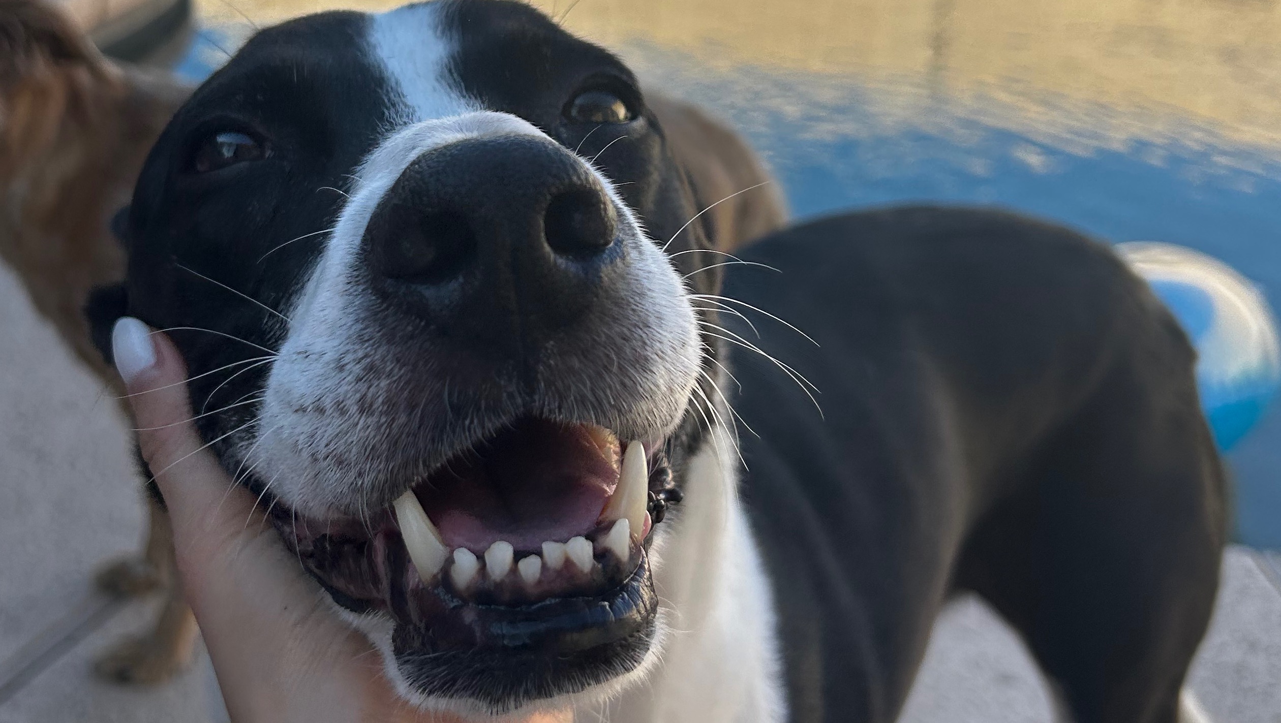 Fundraiser by Avry Mudersbach : Support Jackson's Urgent Need for Surgery