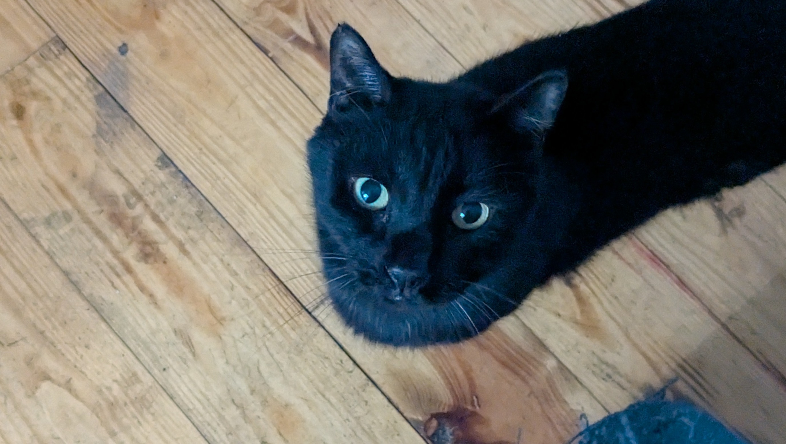 Fundraiser by Catherine Elmes : Julia's Medical Journey: Your Help Needed