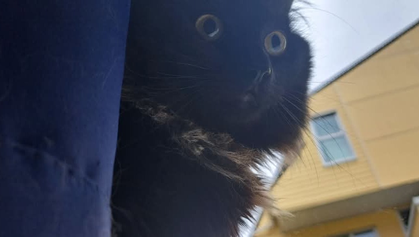 Fundraiser by jessica wismer : Pickles vet bill