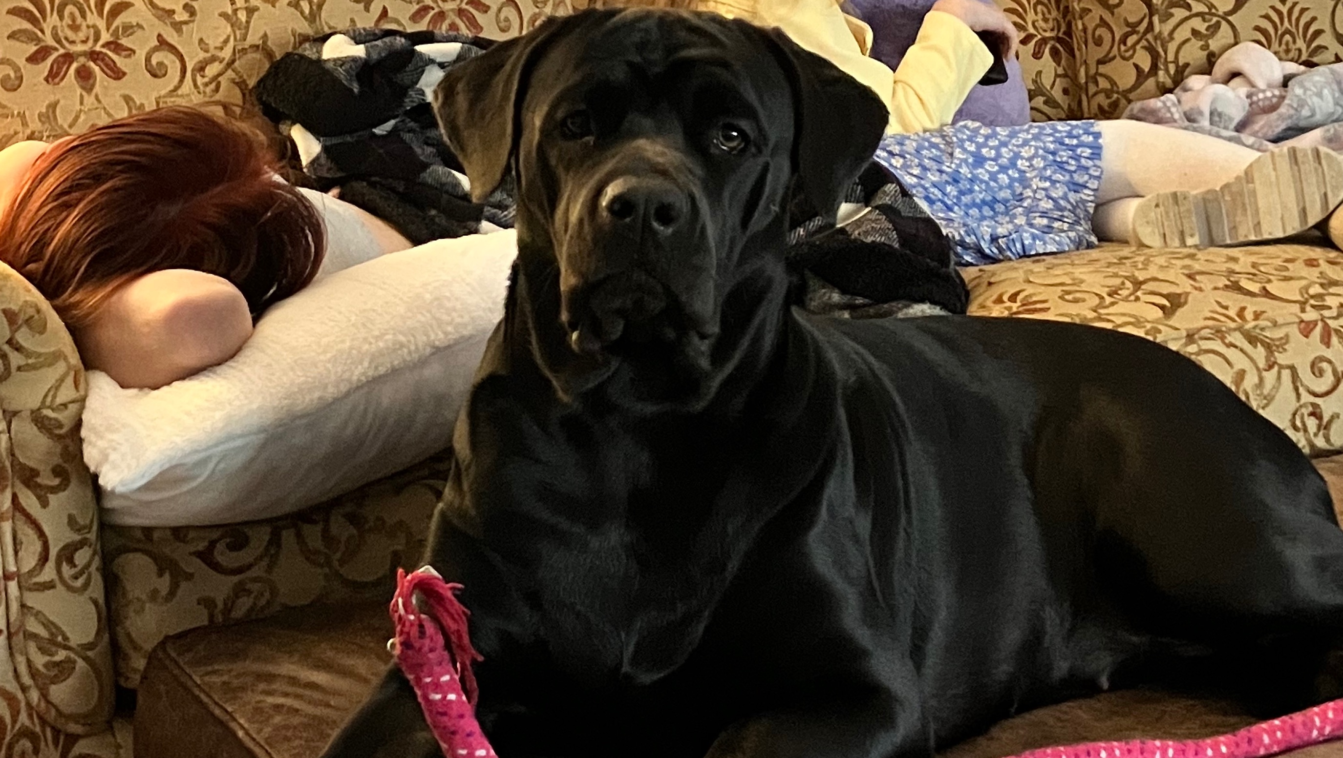 Fundraiser by Erin McGonigle : Help Luna Get Her Emergency Surgery