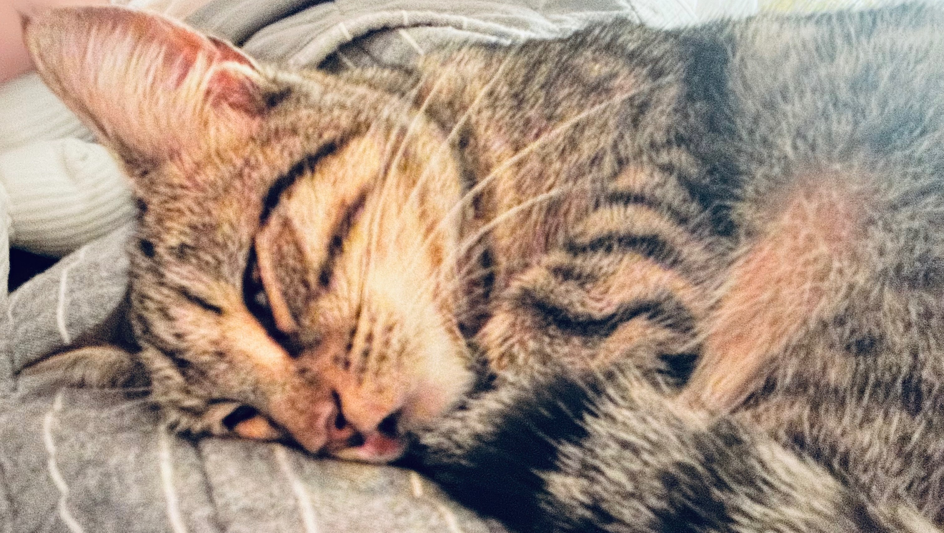 Fundraiser by Melissa Shearer : Support Melissa in Adopting Sweet Willow