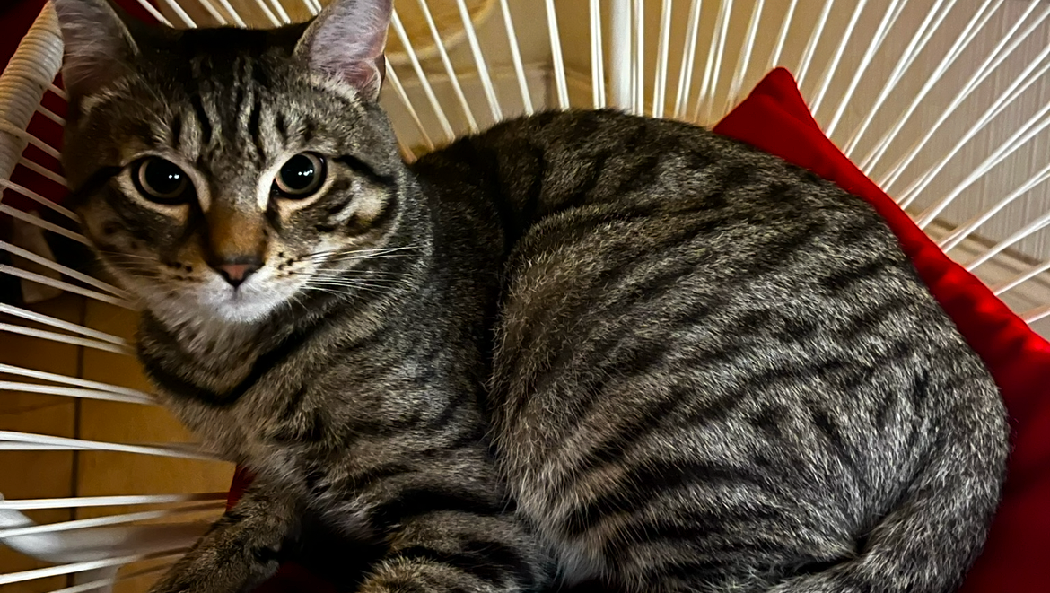 Fundraiser by Madeleine Bravo : Help Gatito Heal: Surgery & Recovery ...