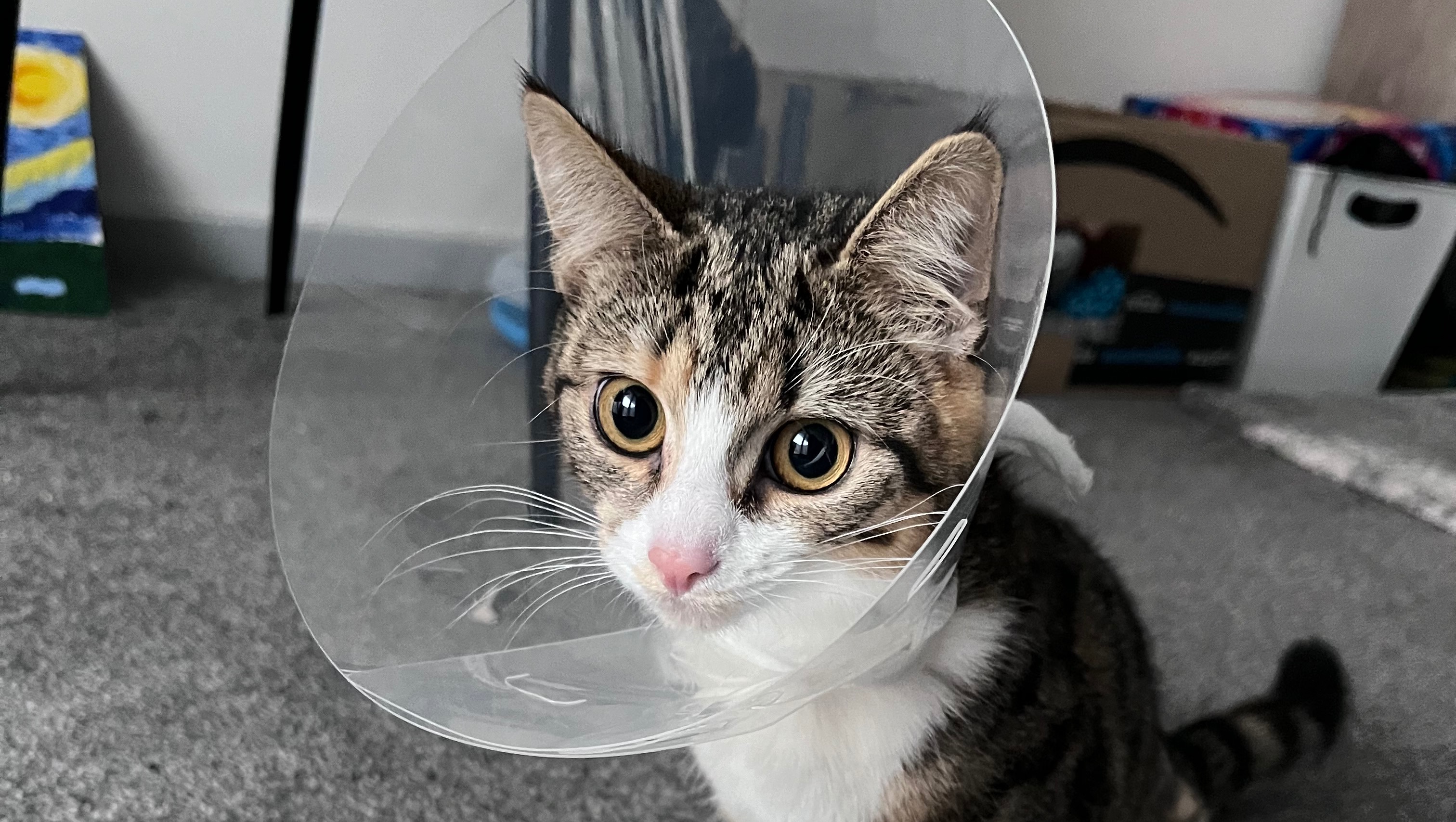 Fundraiser by Sana Ali : Help Honey Fight FIP: Life-Saving Treatment ...