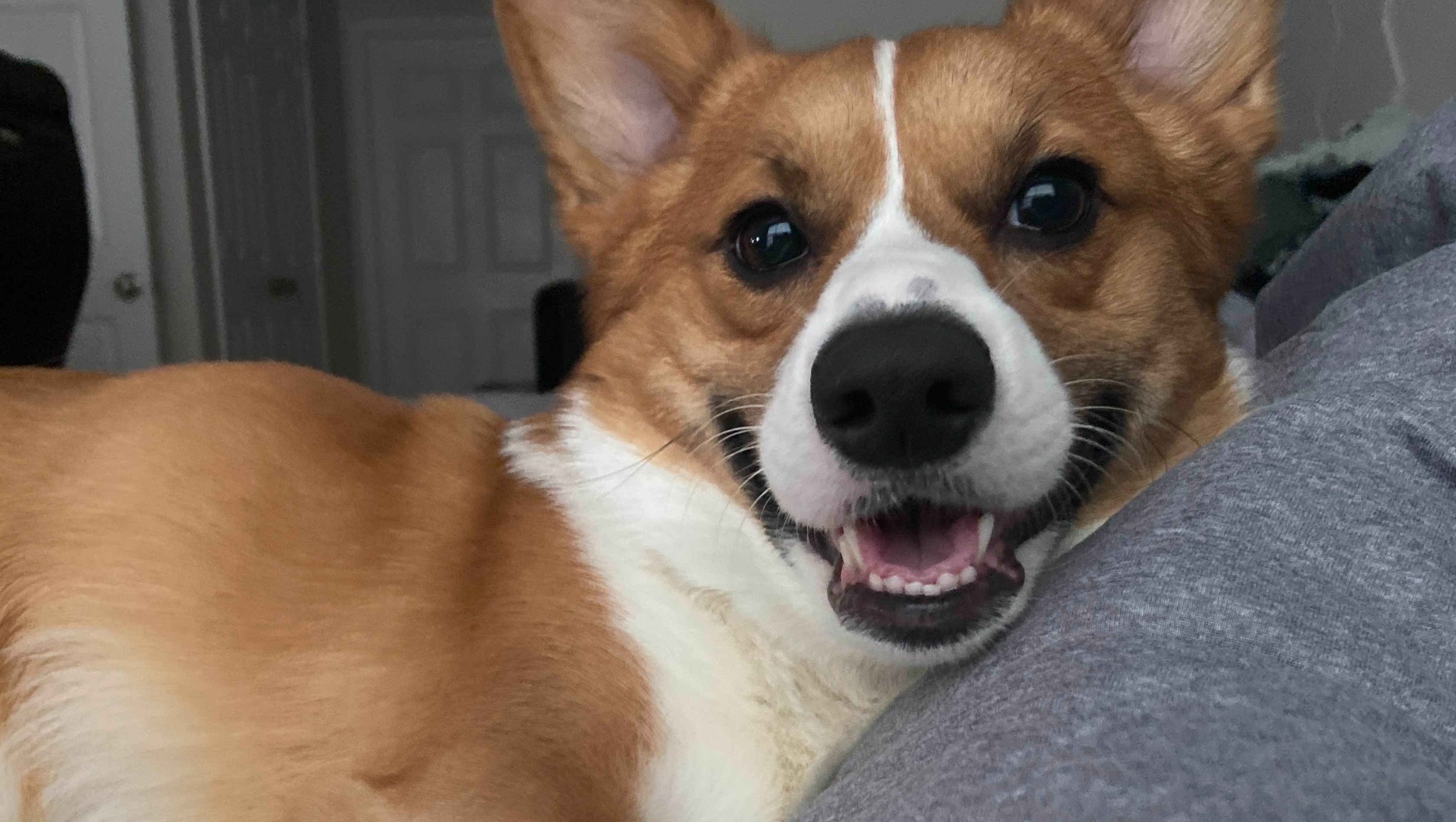 Fundraiser by Courtney Hartmann : Emergency Dental Care for Toast the Corgi