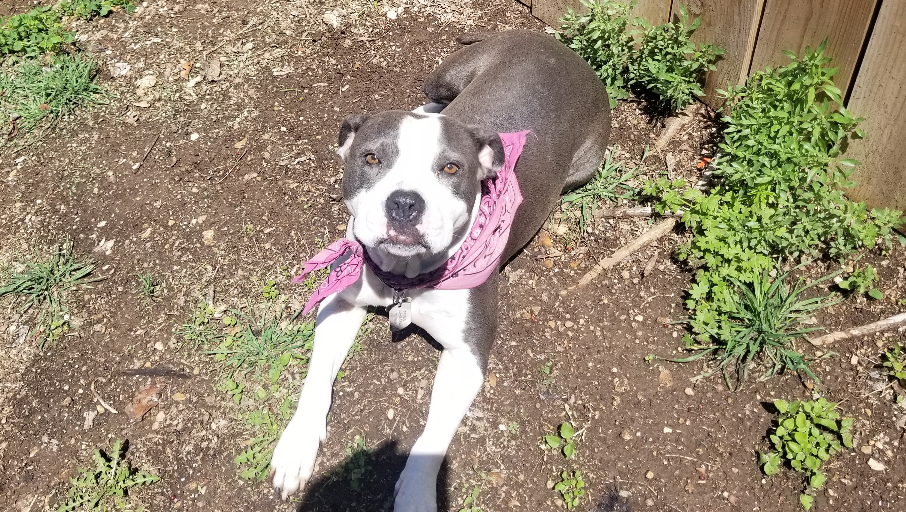 Fundraiser by Chris Pariseau : Help save Lily: A loving dog in urgent ...