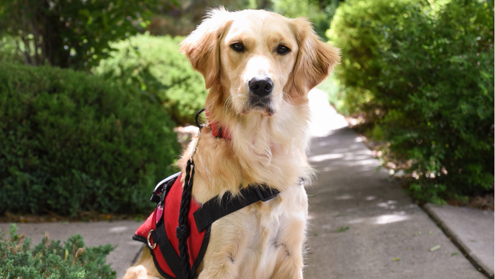 Fundraiser by Hannah Miller : Service Dog Needed for Teacher with POTS