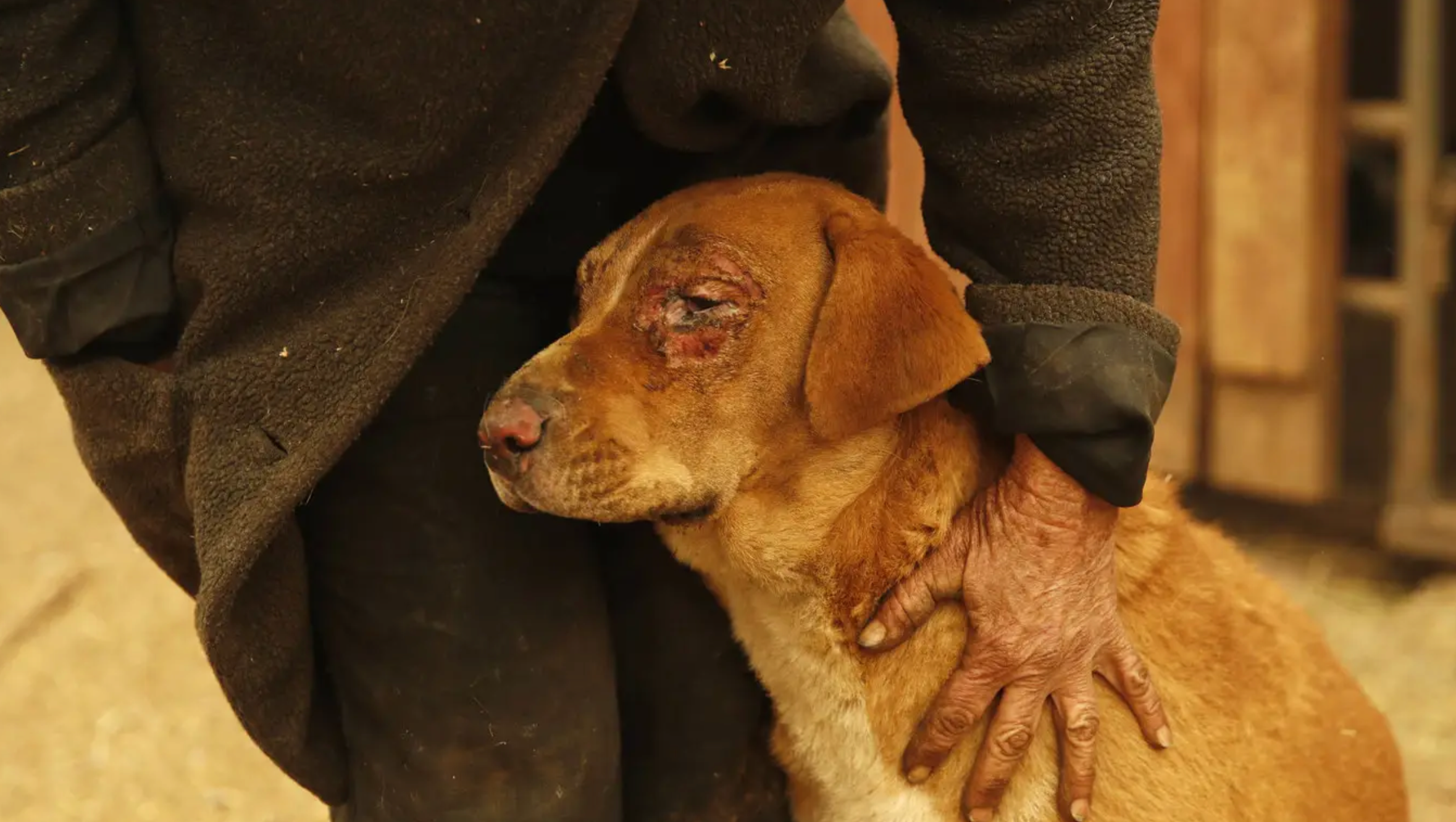 Fundraiser by nima nasseri : Help The Stray Dogs Displaced by the Fire!!