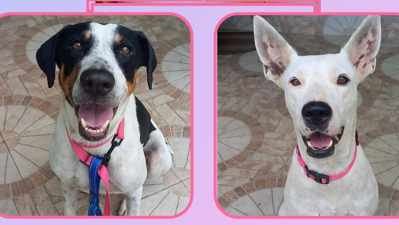 Fundraiser by Derek Taylor : Help Dash and Nevi Reunite with Their Family