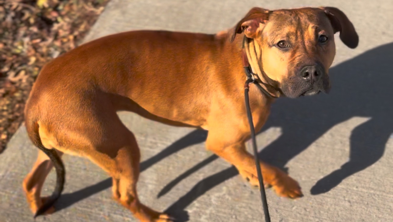 Fundraiser by Jennifer Magrone : Support Vet Bills for Rescued Puppy