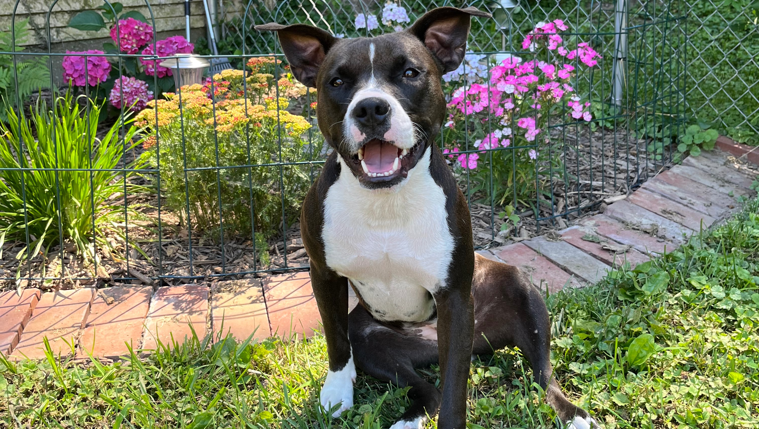 Fundraiser by Taylor Tobin : Help Rue Bounce Back