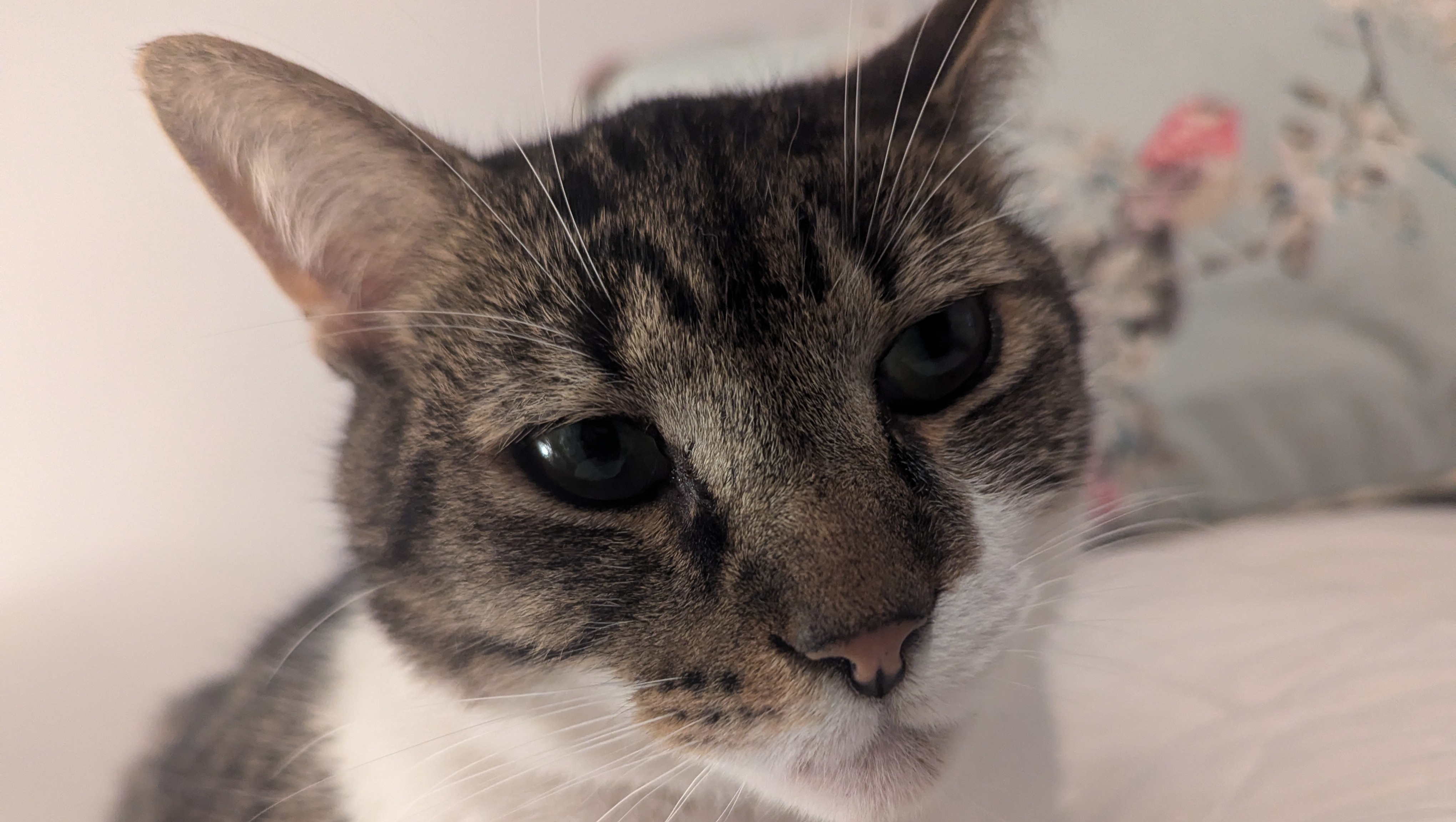 Fundraiser by Cynthia McAllister : Surgery to remove surgical wire ...