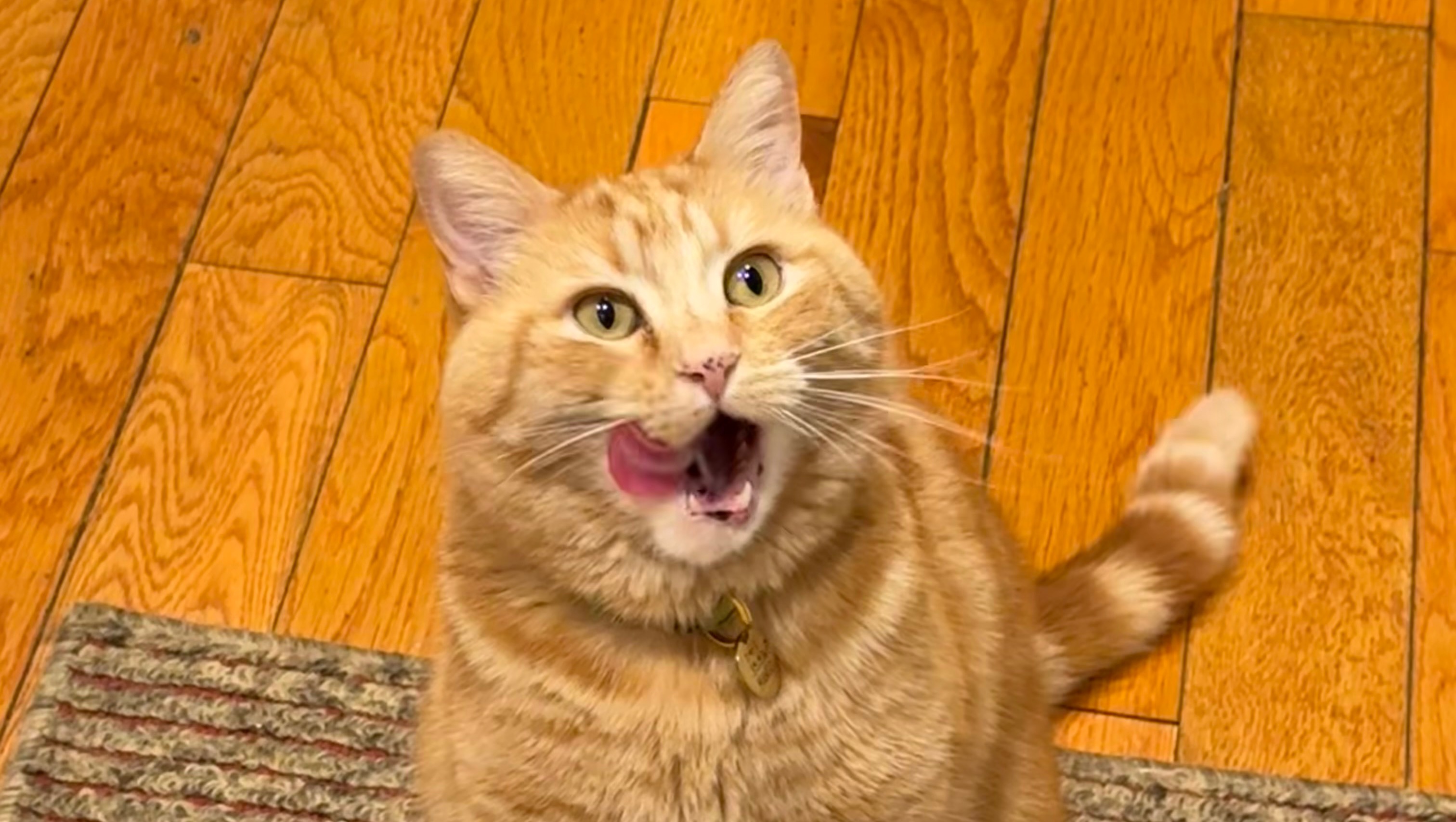 Fundraiser by Gabby GM : Help Mango Get the Dental Surgery He Needs