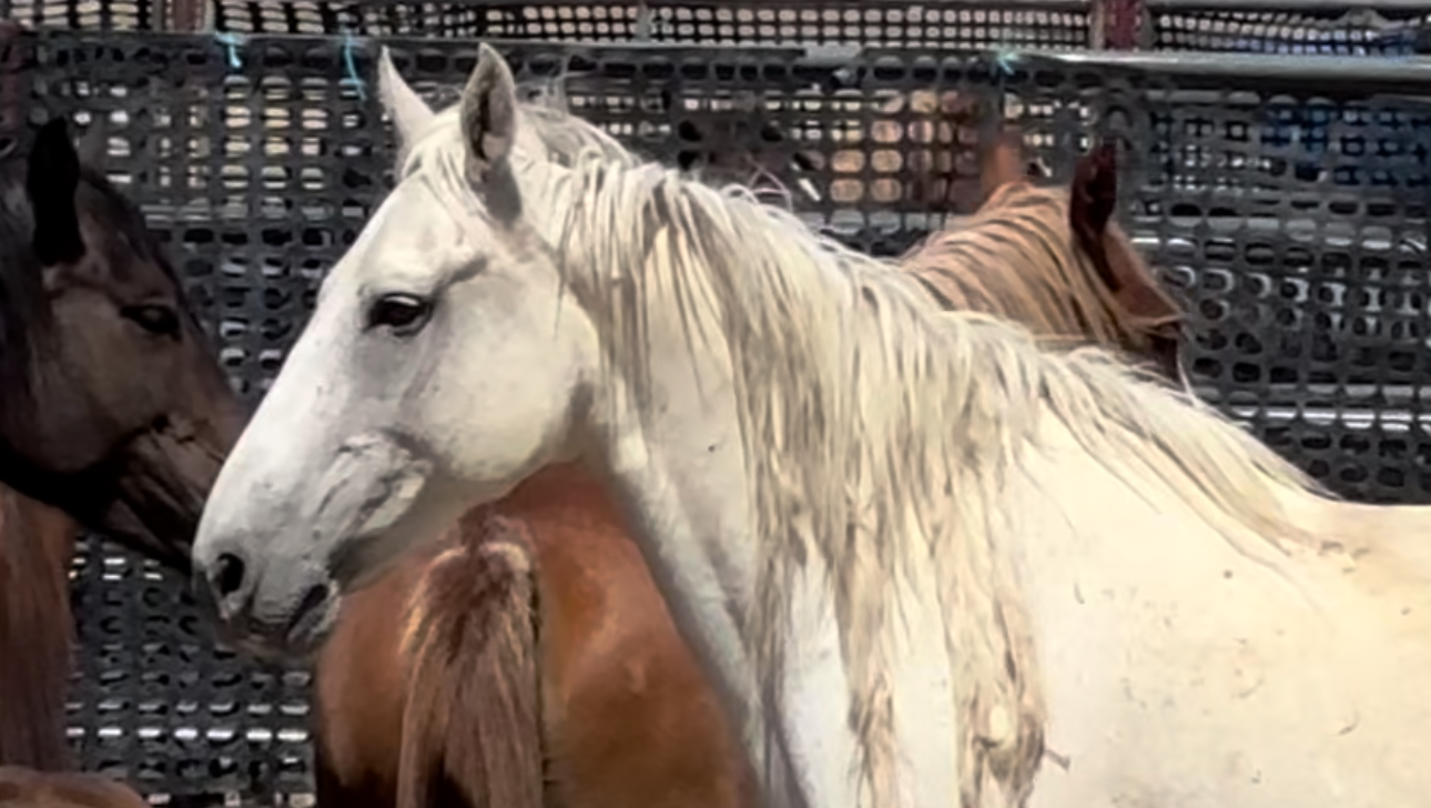 Fundraiser by For the Love of Aria : Support Wyoming Mustangs: Dishpan ...