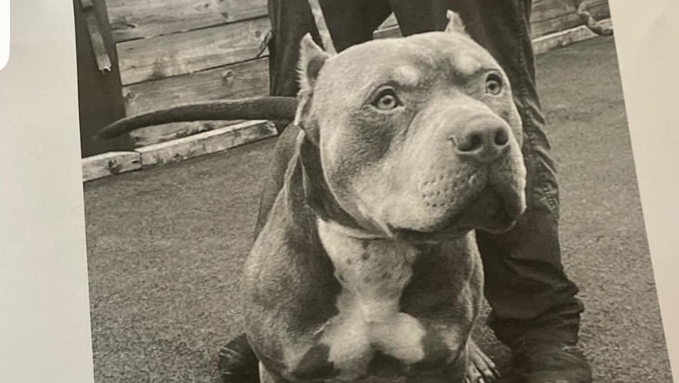Fundraiser by Furry friends Wonderland : Help Enzo in police kennels