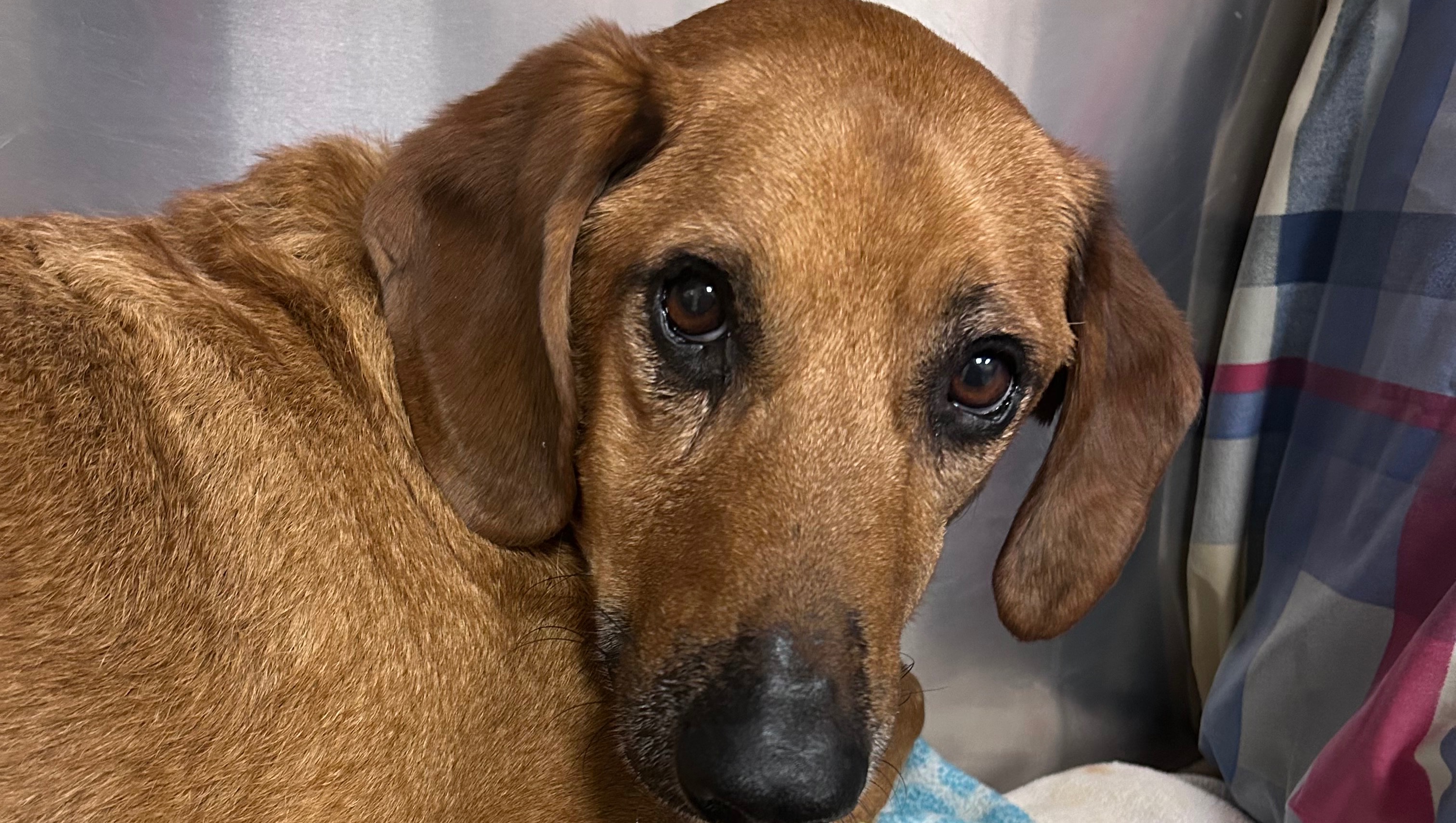 Fundraiser for Joseph Pelkey by Families of Joe Pelkey And Nancy Smith ...