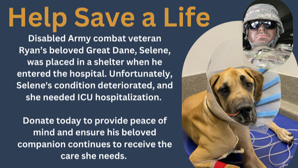 Fundraiser by Susan Miller : Help Save Selene: A Veteran’s Beloved ...