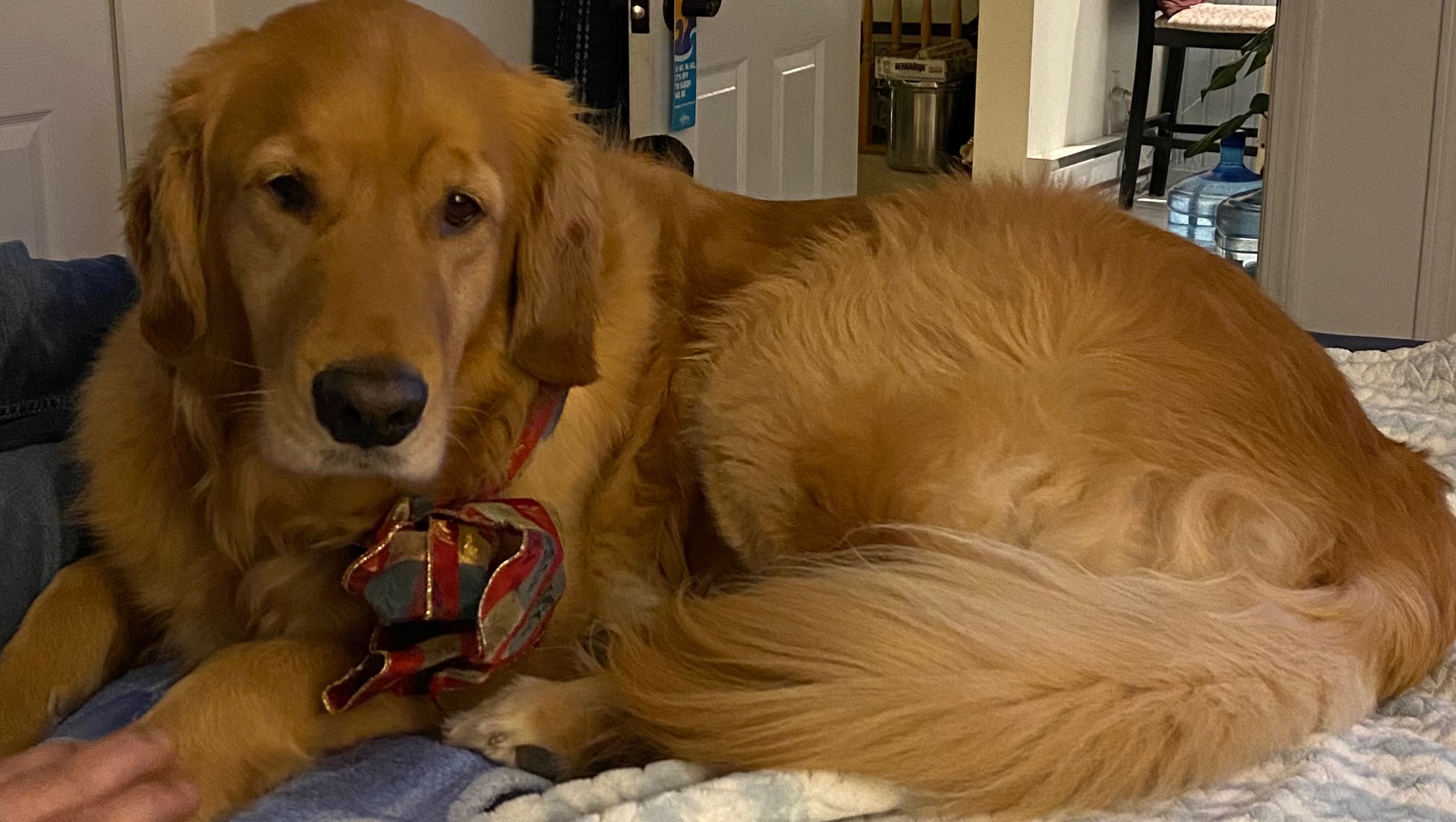 Fundraiser by Janet Newcombe : Please help Labowski survive cancer