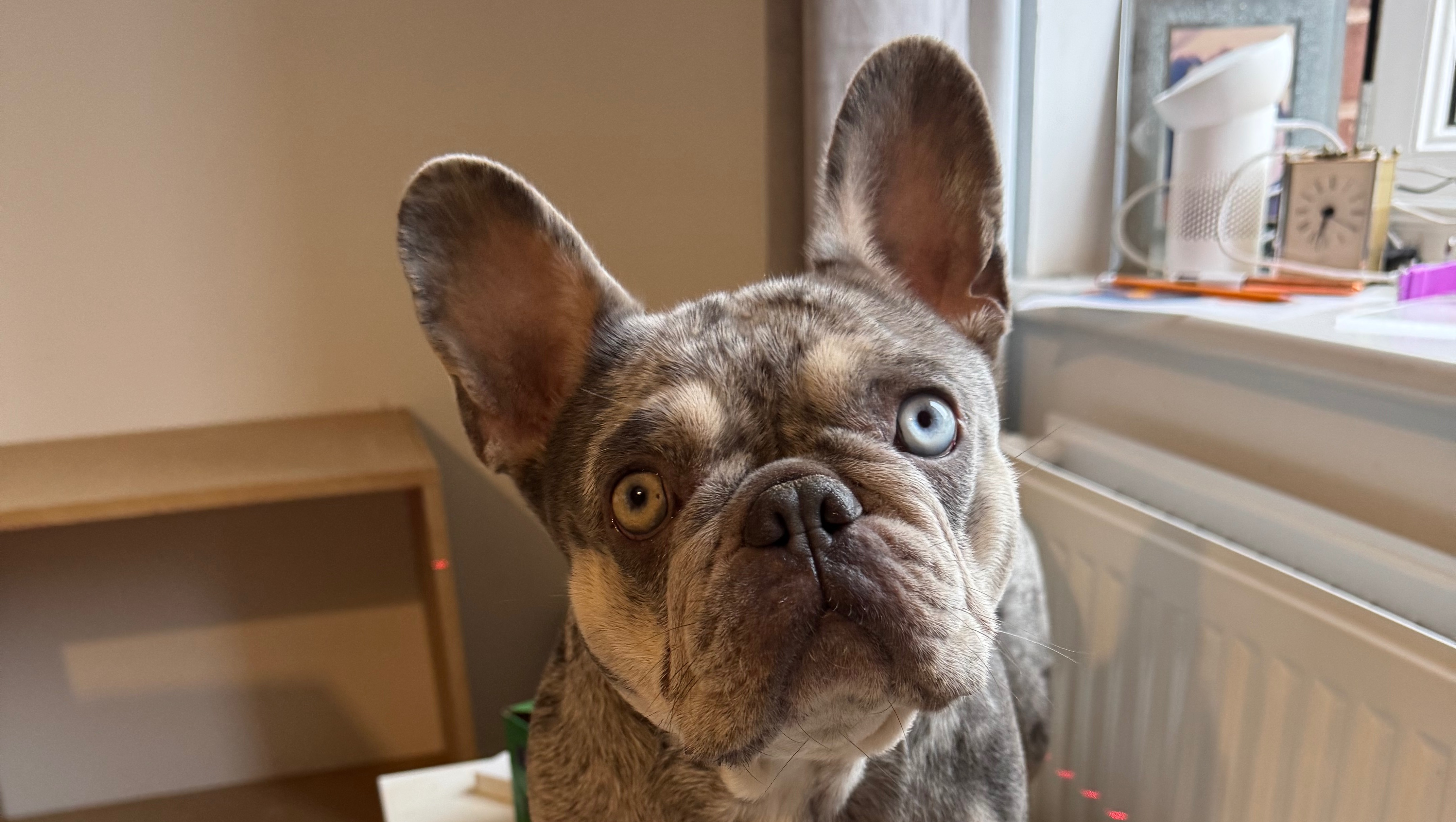 Fundraiser by Ruby Cook : Just a little help from some friends