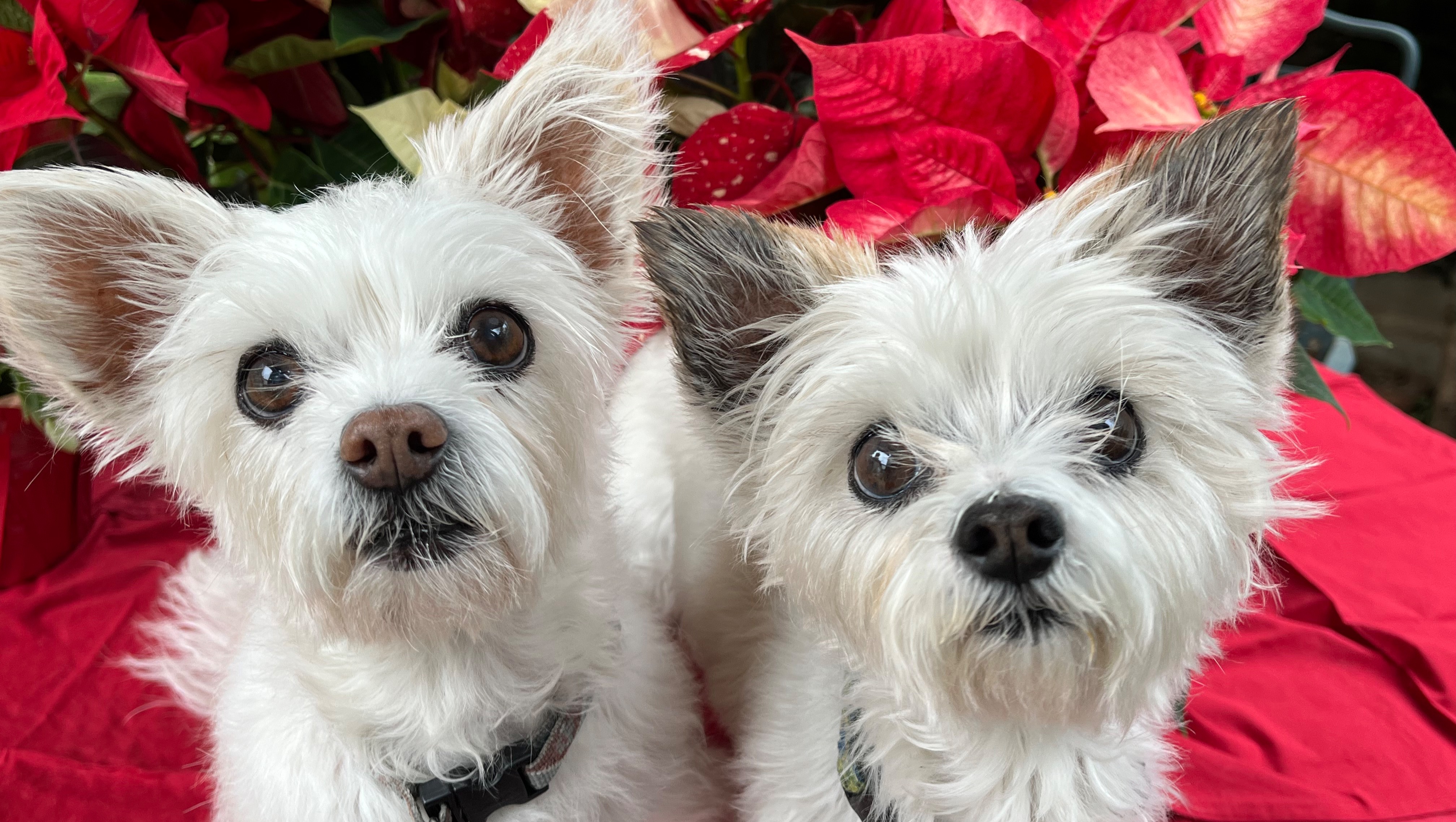 Fundraiser for Gary Johnson by Michael Masterson : Support Libby and ...