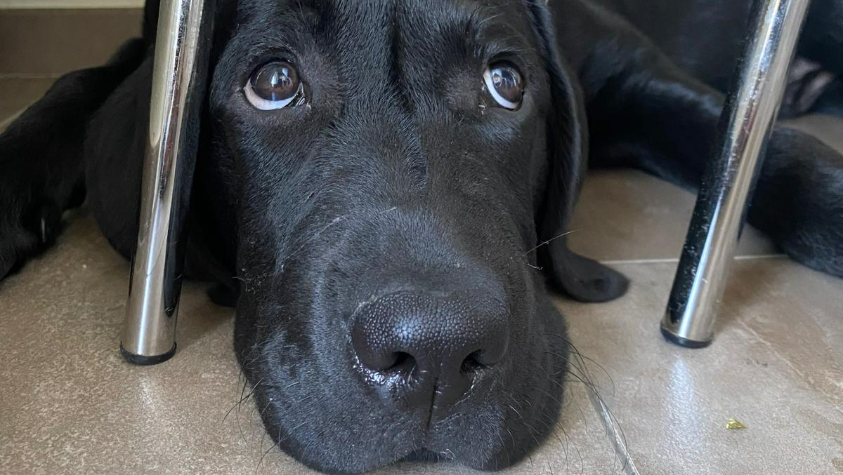 Fundraiser by Luciana Vigorito : Aiutiamo Gordon, Labrador Affetto Da ...