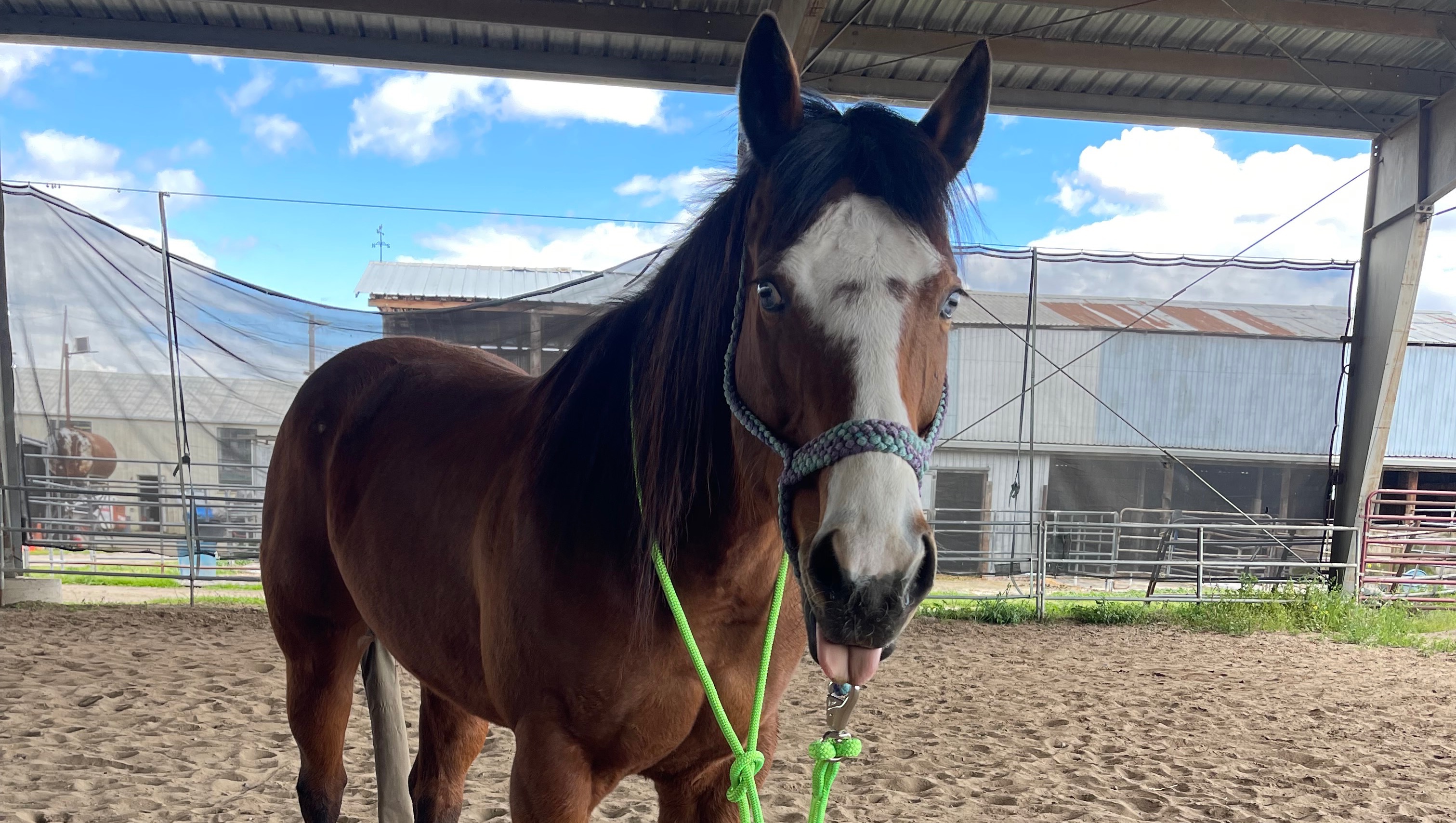 Fundraiser by Michelle Norrell : Support Legacy's Surgery and Recovery