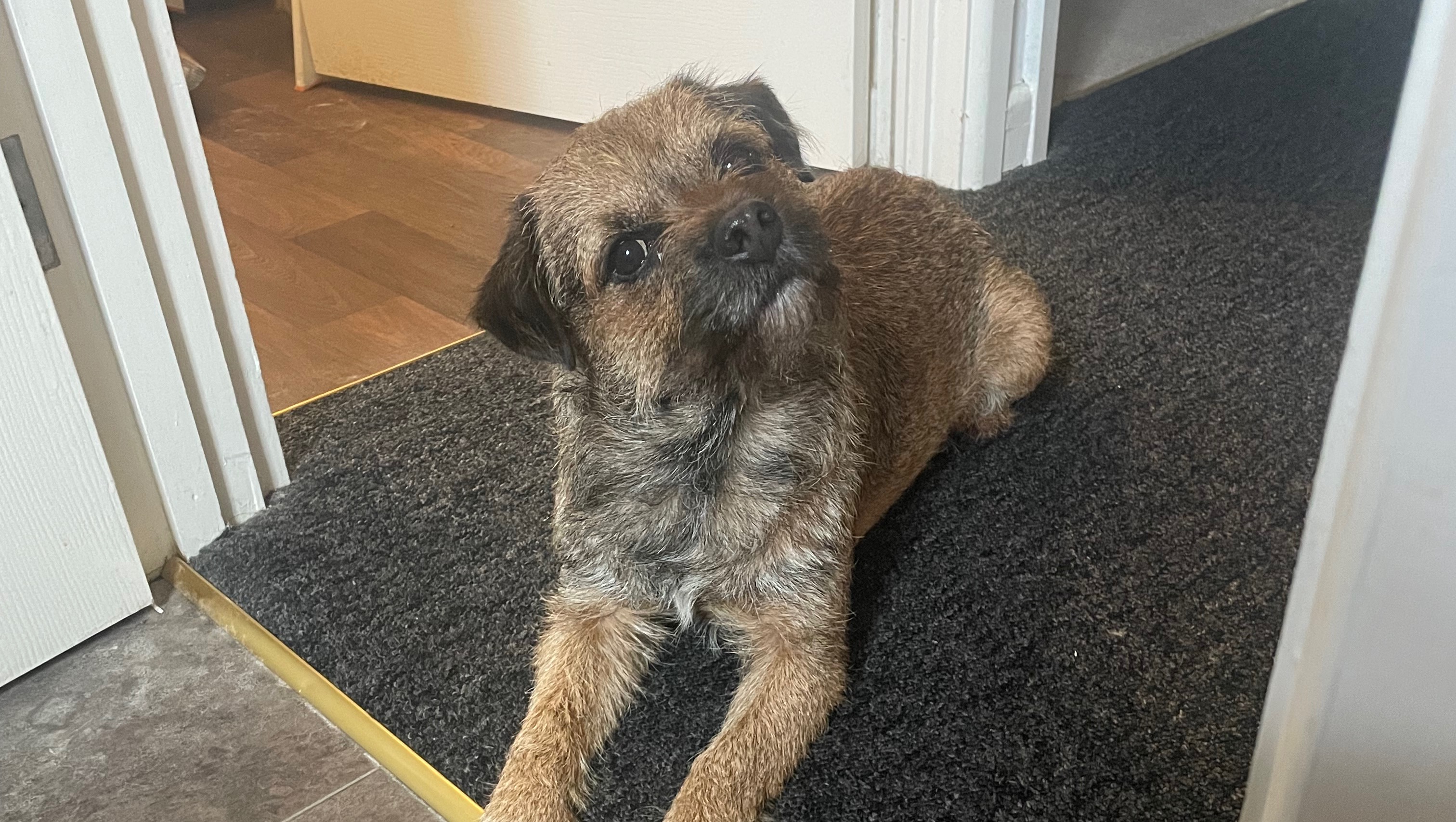 Fundraiser by Sam Fido : Rocco’s 2025 Insurance Renewal