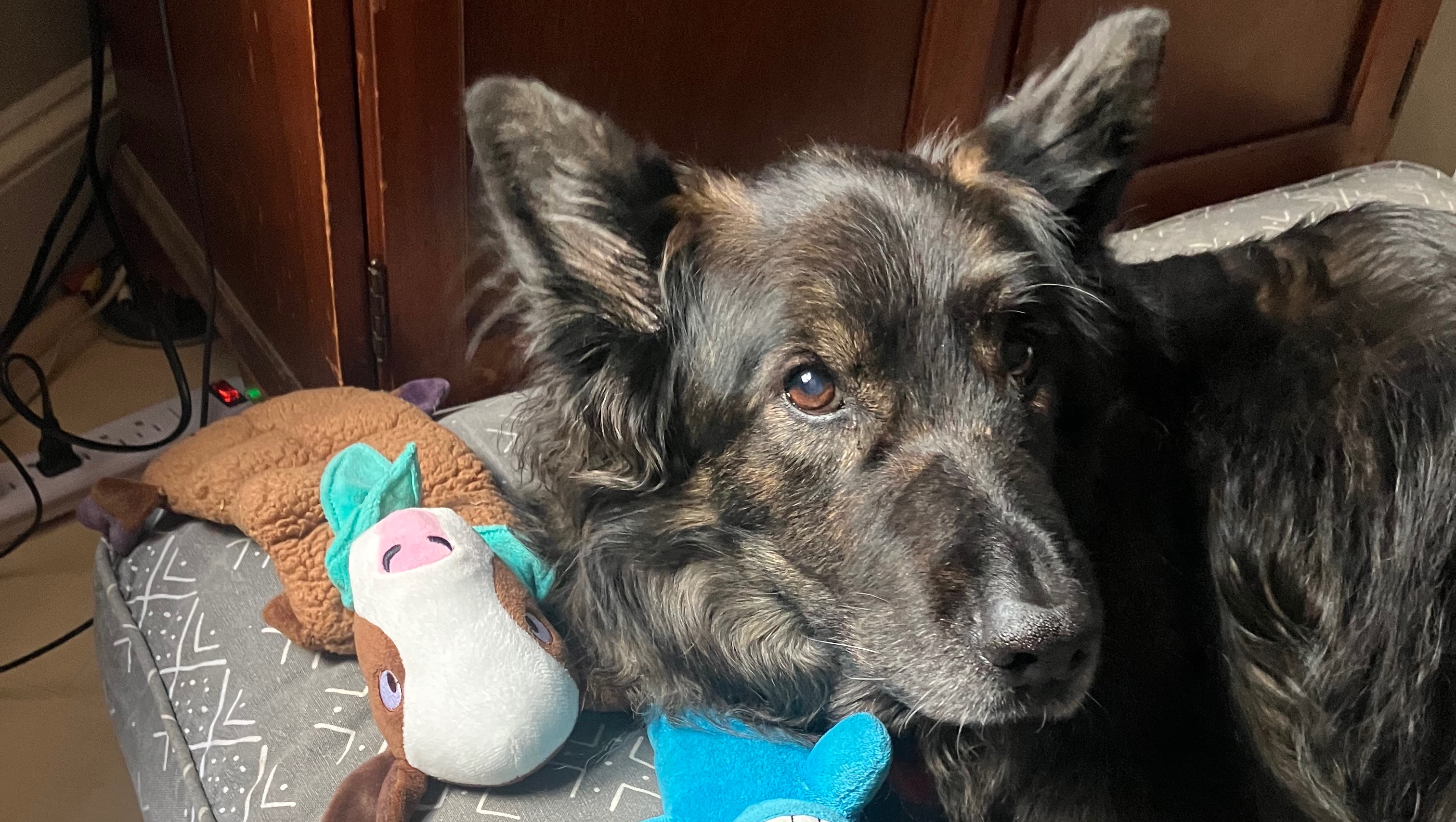 Fundraiser by Rod OConnor : Donate to Max's Urgent Cancer Treatment