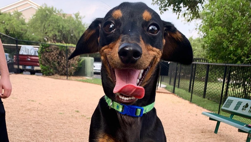 Fundraiser by Antonio DeLeon : Help Slinky Walk Again: Support His Surgery