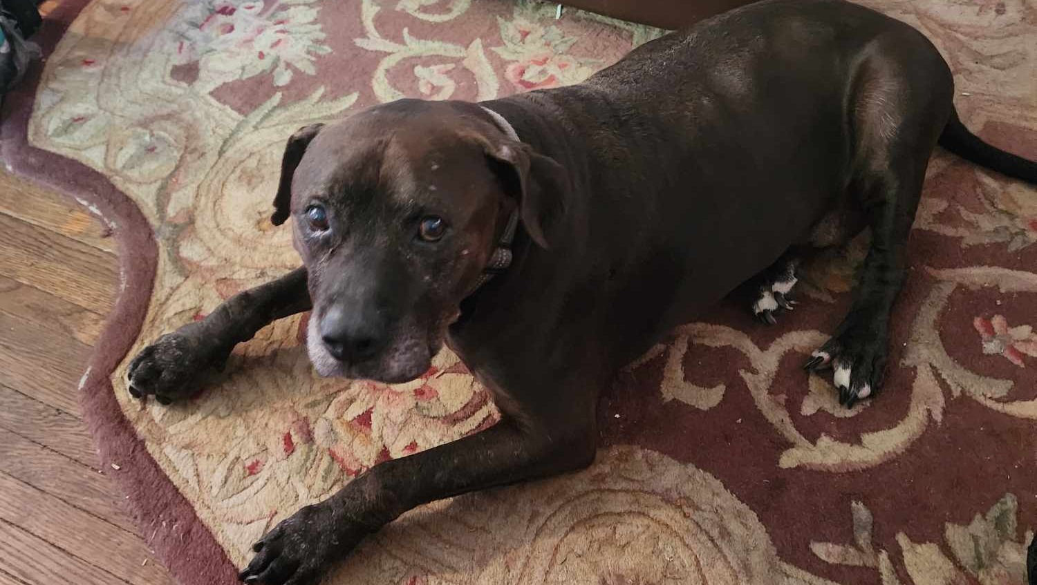 Fundraiser by Ian Borden : Breathing Relief for Ian's Beloved Lunk