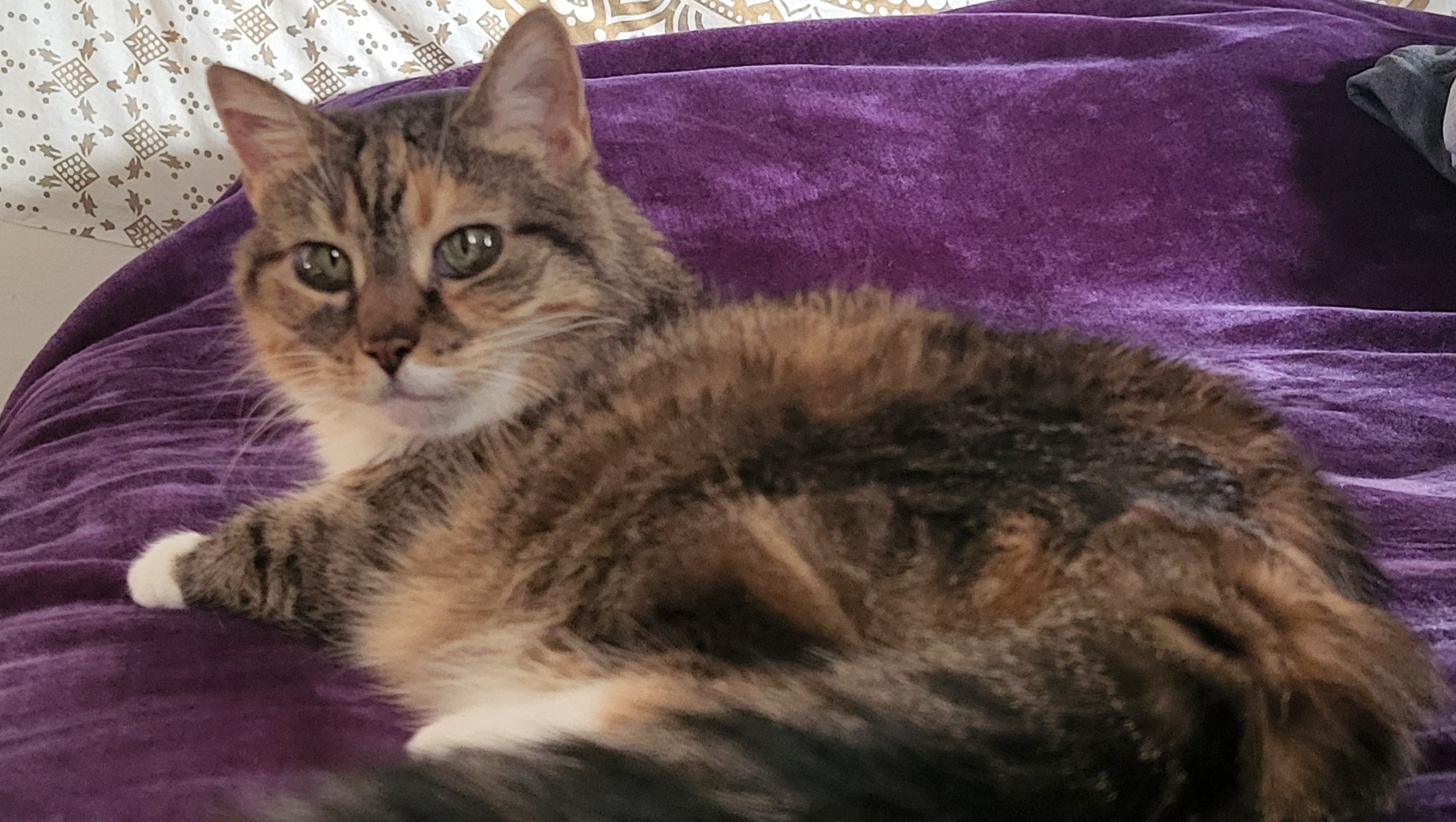 Fundraiser by Alison Bentley : Help Libby Breathe Easy Again