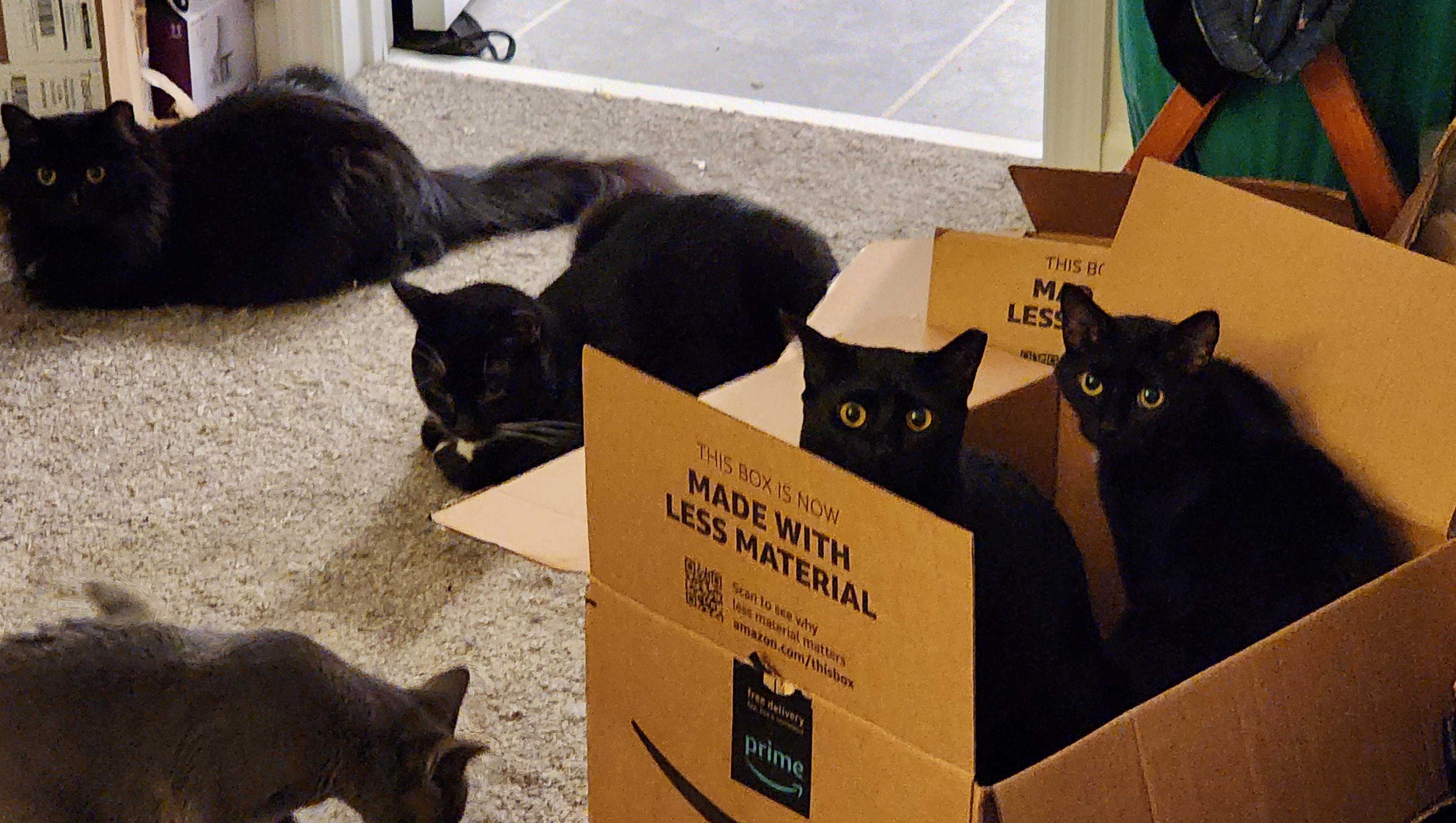 Fundraiser by Courtney Luce : Help Courtney move during a time of crisis.