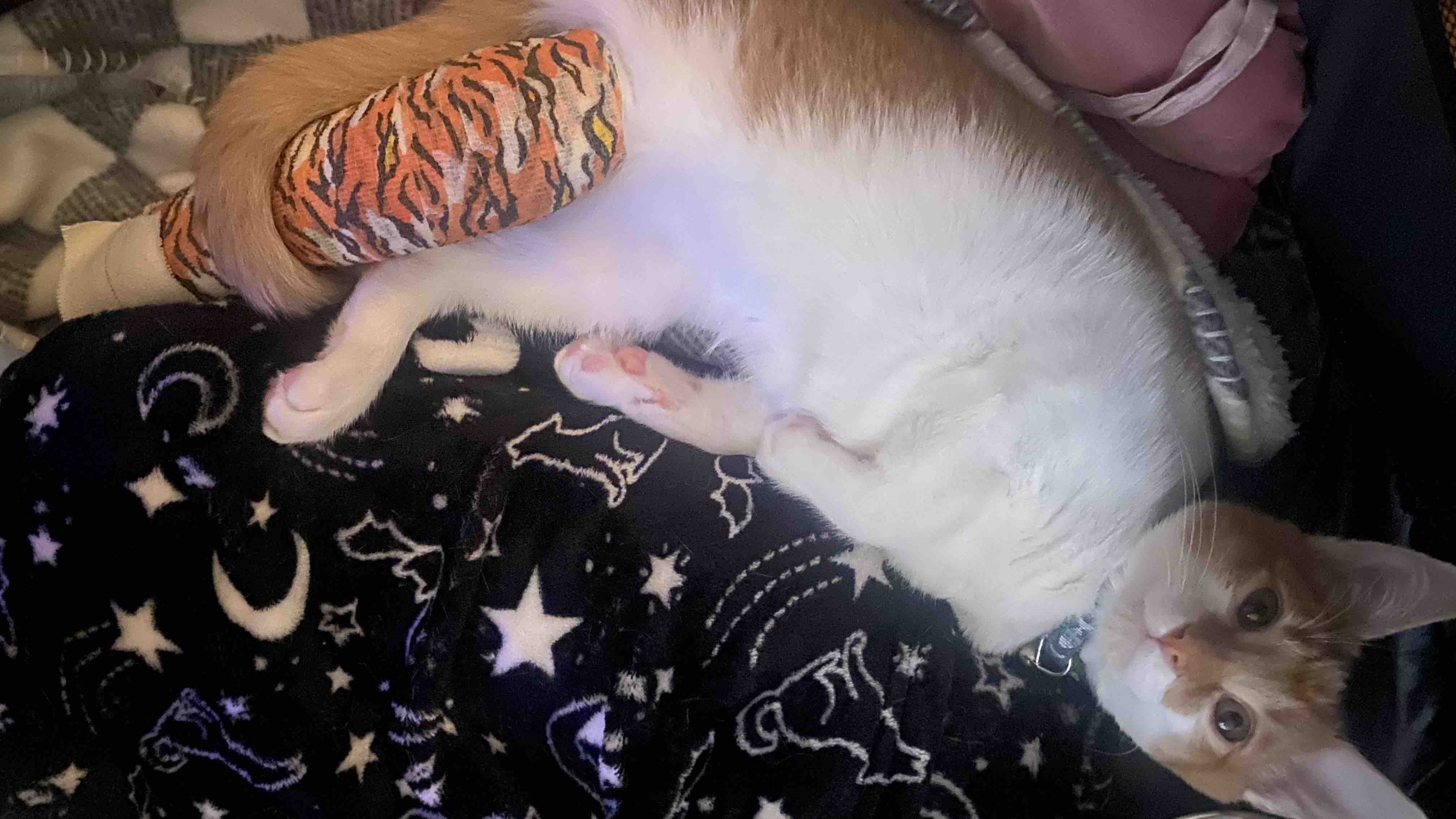 Fundraiser by Alyssa Renee Barredo : Kitaro's leg surgery needed asap