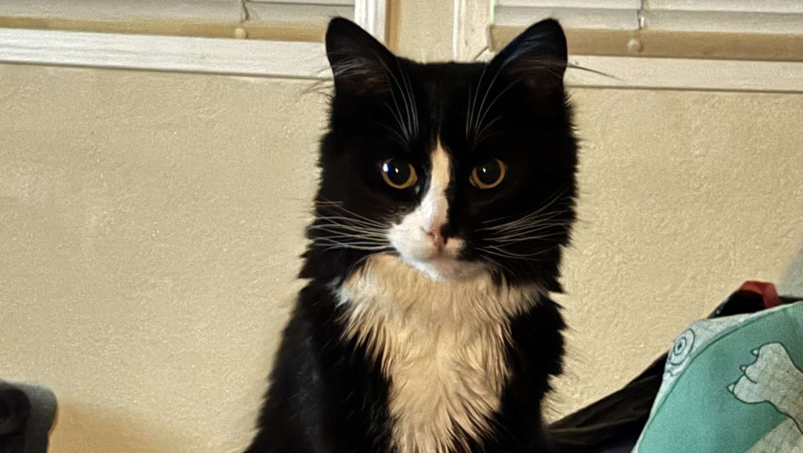 Fundraiser by Quinlan McLean : Little Cooper Needs Your Support to Heal