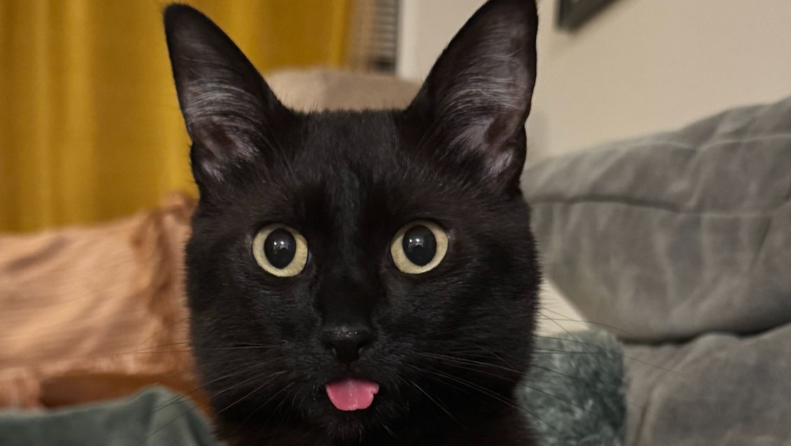 Fundraiser by Jayla Burton : Valkyrie's Life-Saving Surgery Fund