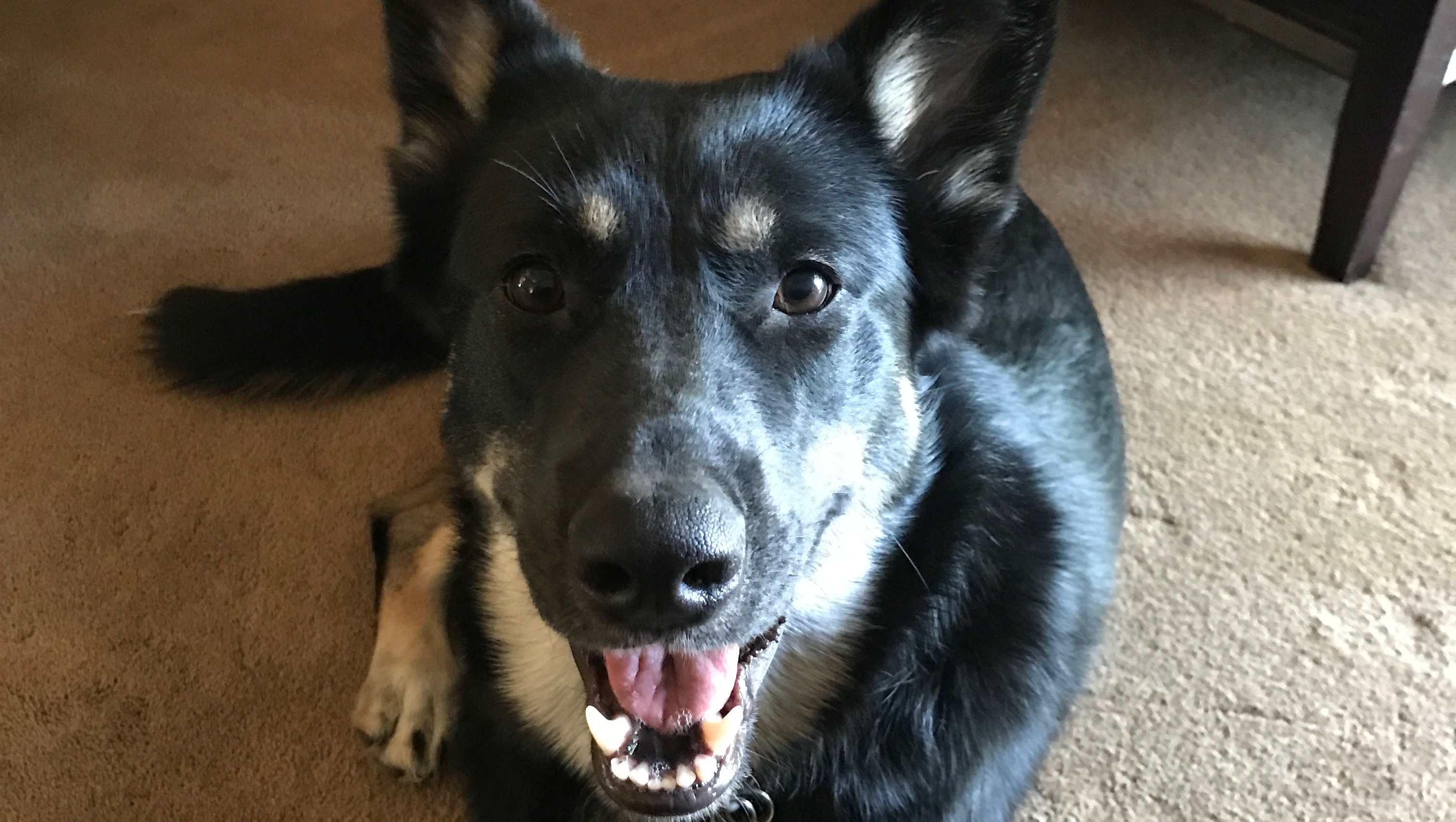 Fundraiser by Jeff Sutter : Support Dega's Crucial Ligament Surgery for ...