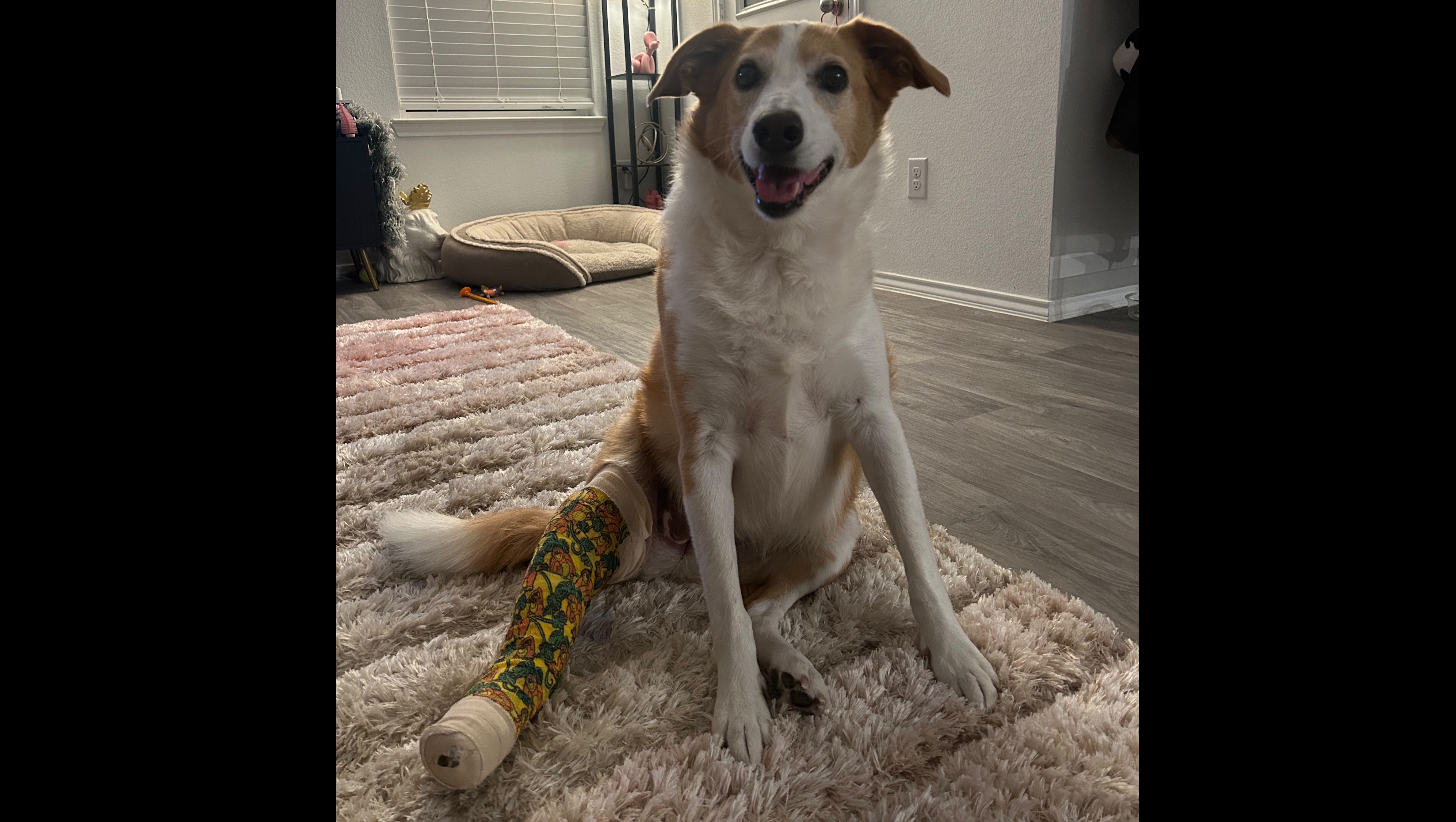 Fundraiser by Jenna Teague : Support Jenna & Phoenix's Surgery Journey